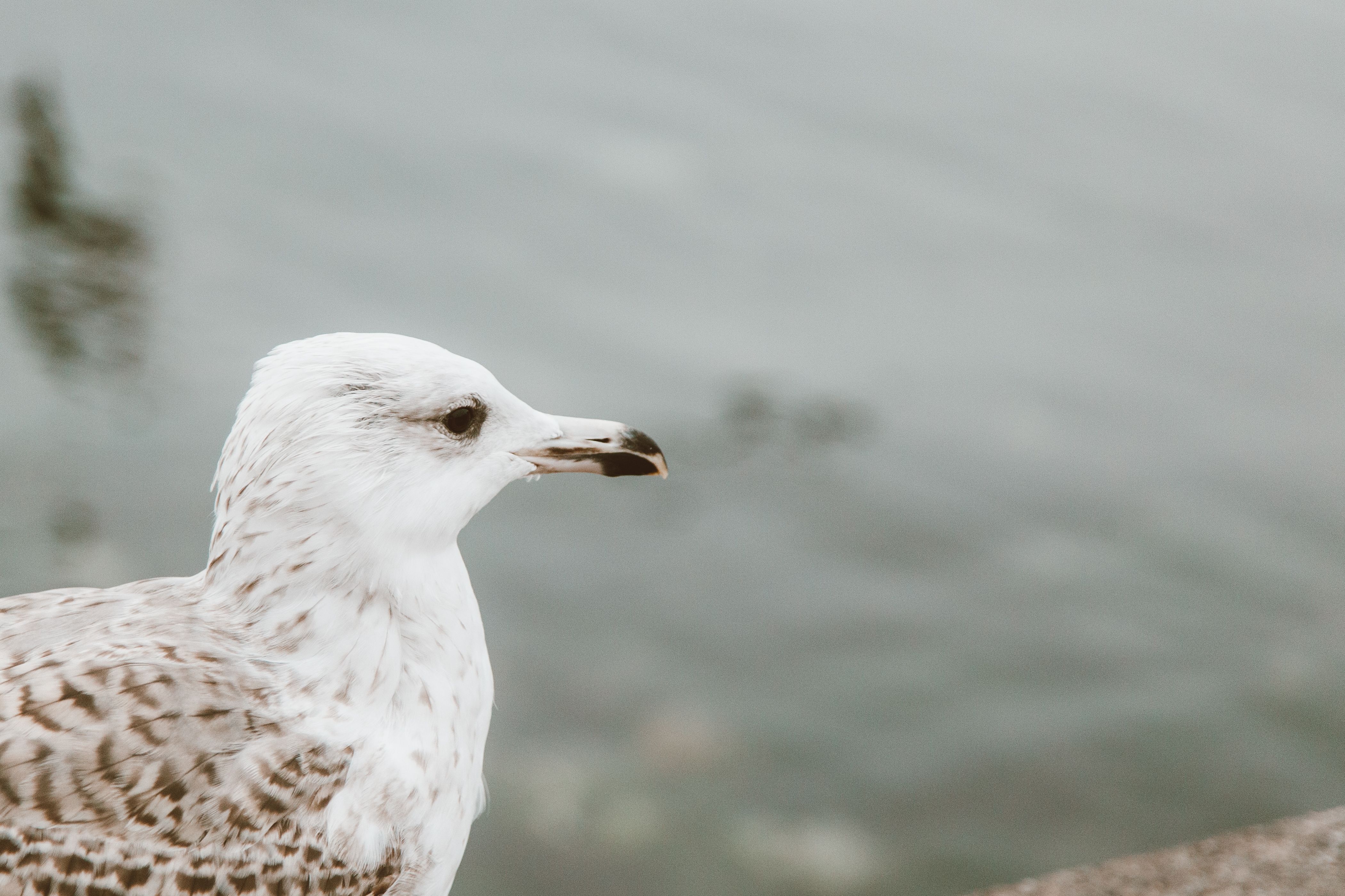 Saltwater Bird Photos, Download The BEST Free Saltwater Bird Stock ...