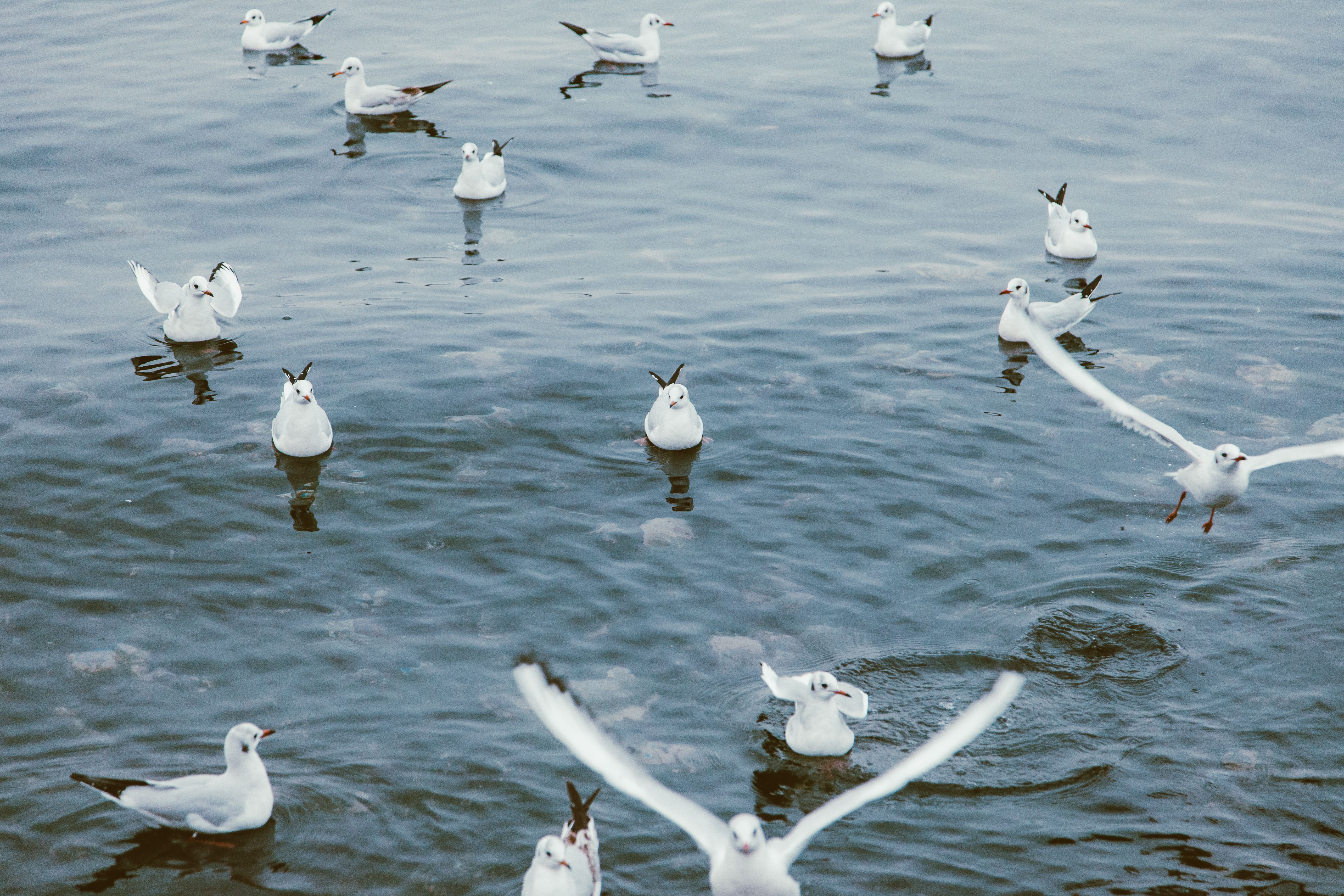 Seabirds In Flight Photos, Download The BEST Free Seabirds In Flight ...