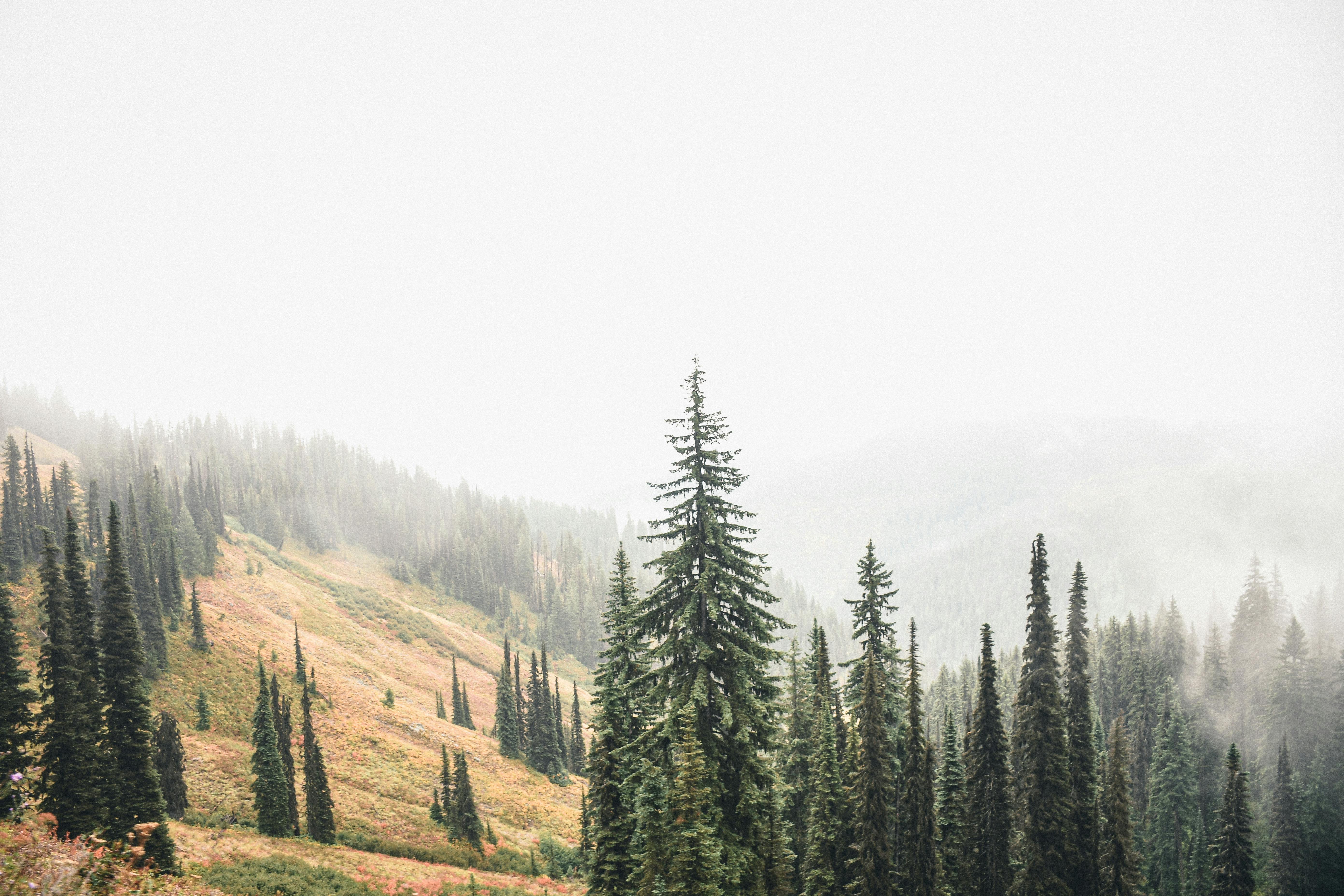 A Green Trees on the Mountain · Free Stock Photo