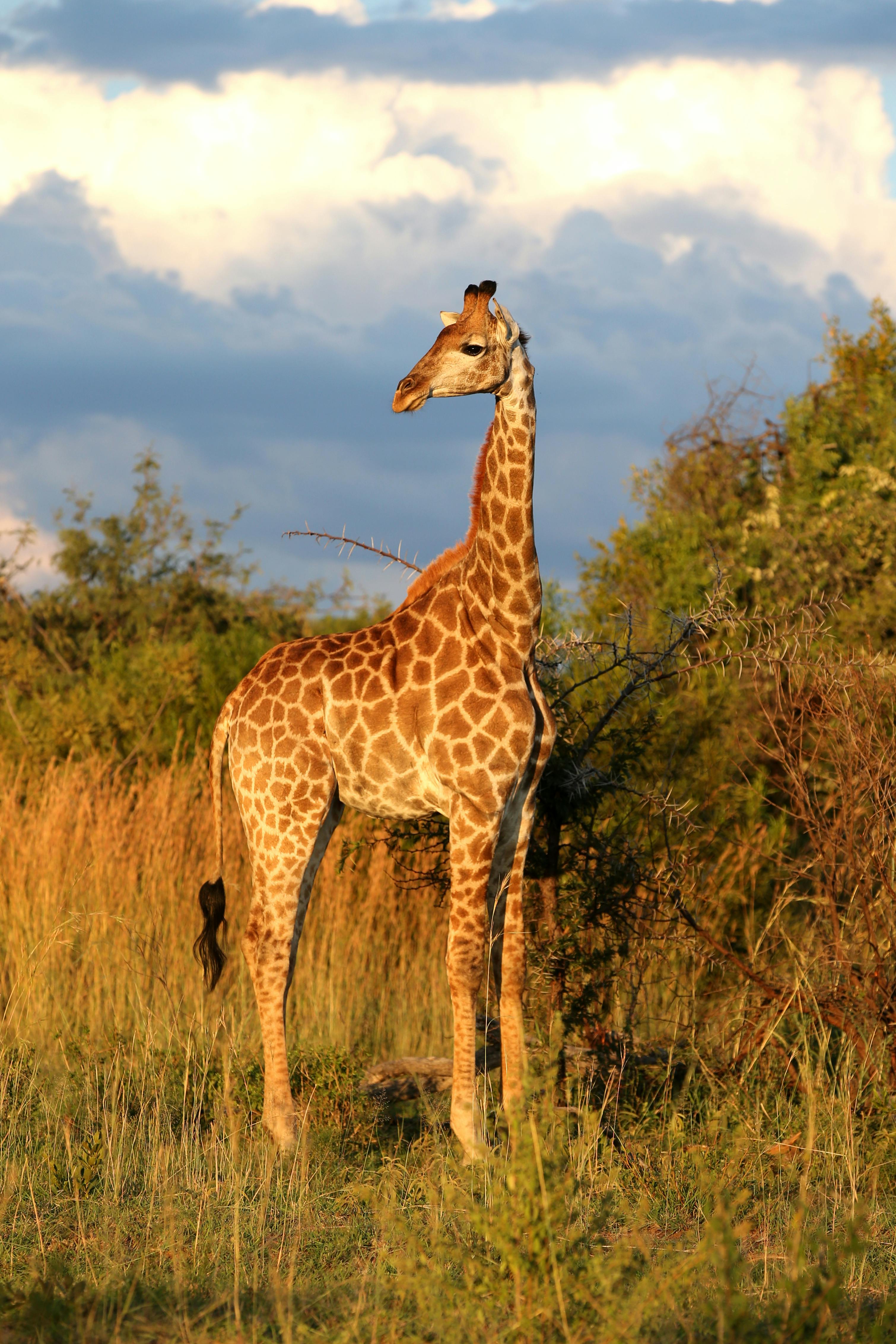 Photograph of Giraffe · Free Stock Photo