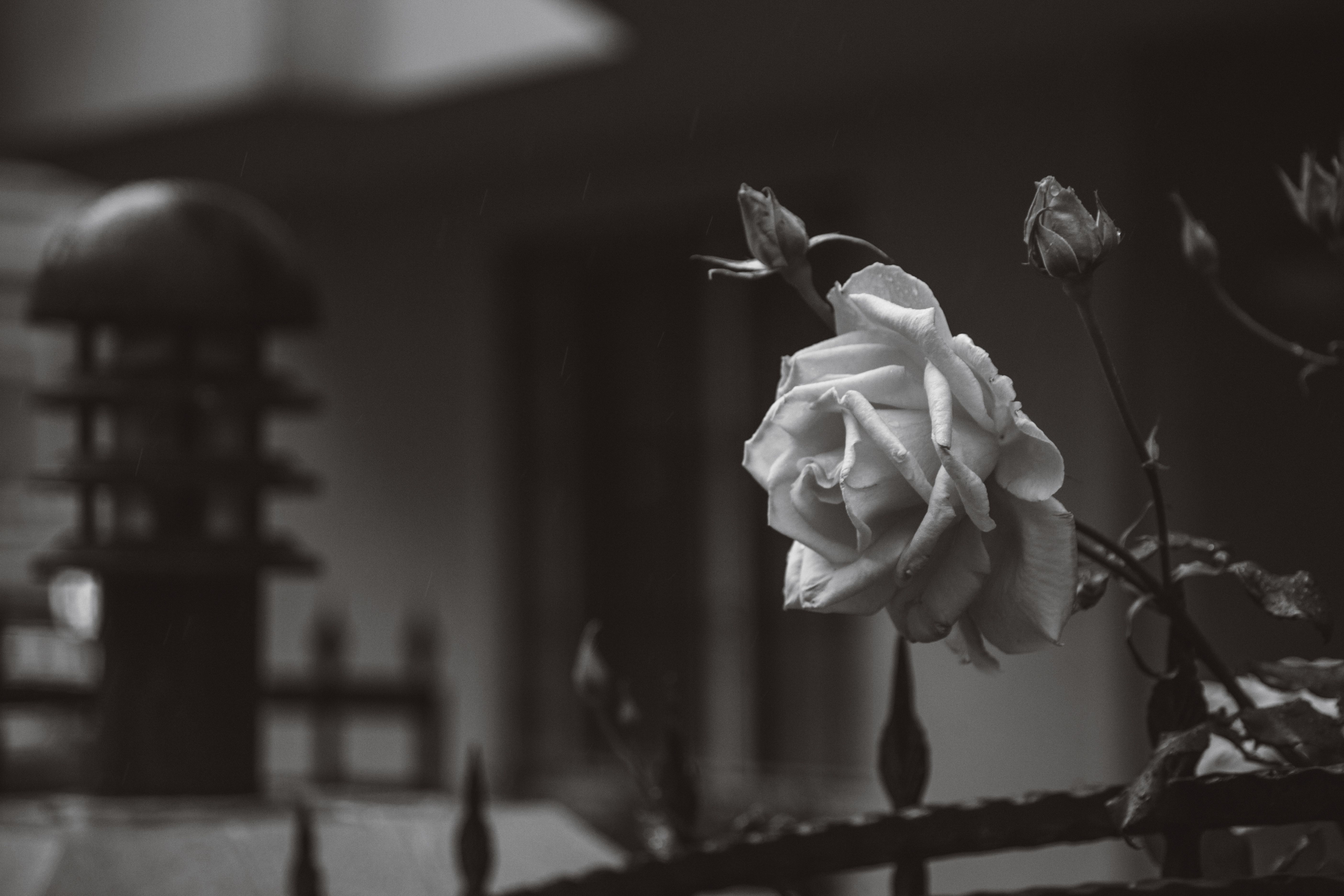 Grayscale Photo of a Blooming Rose and Flower Buds · Free Stock Photo