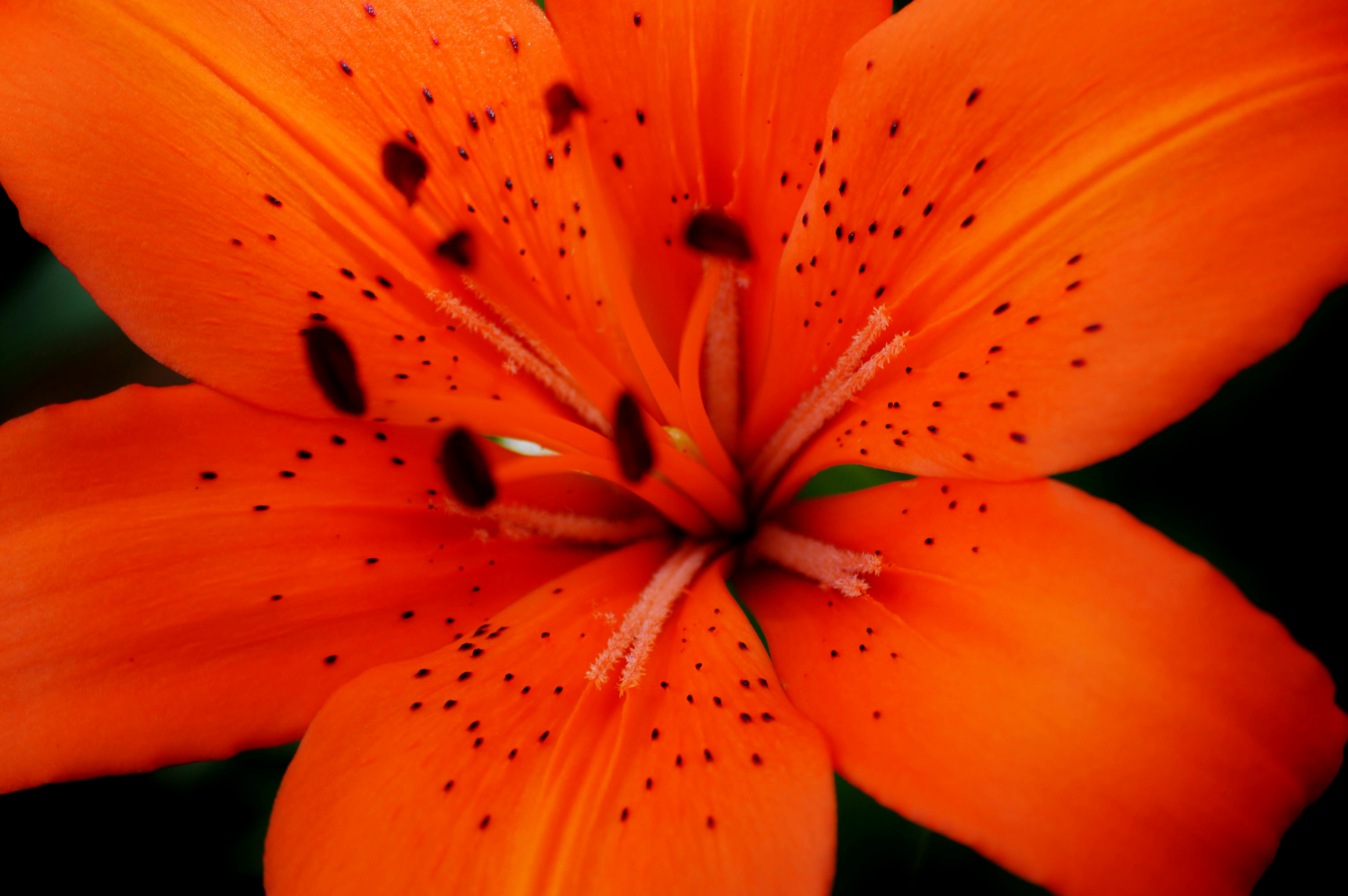 Close Up of Lily Flower · Free Stock Photo