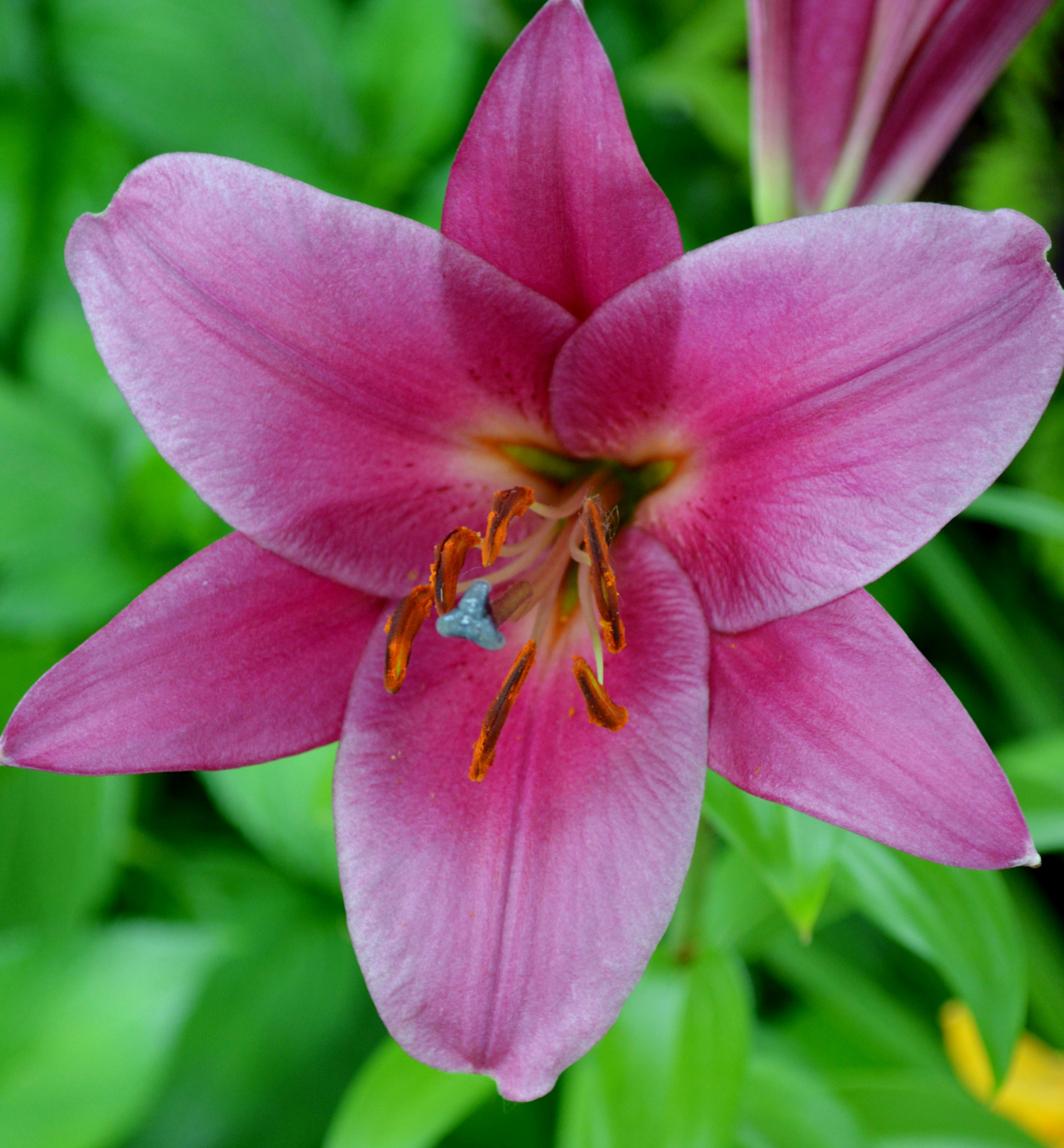 White and Purple Petal Flower Focus Photography · Free Stock Photo