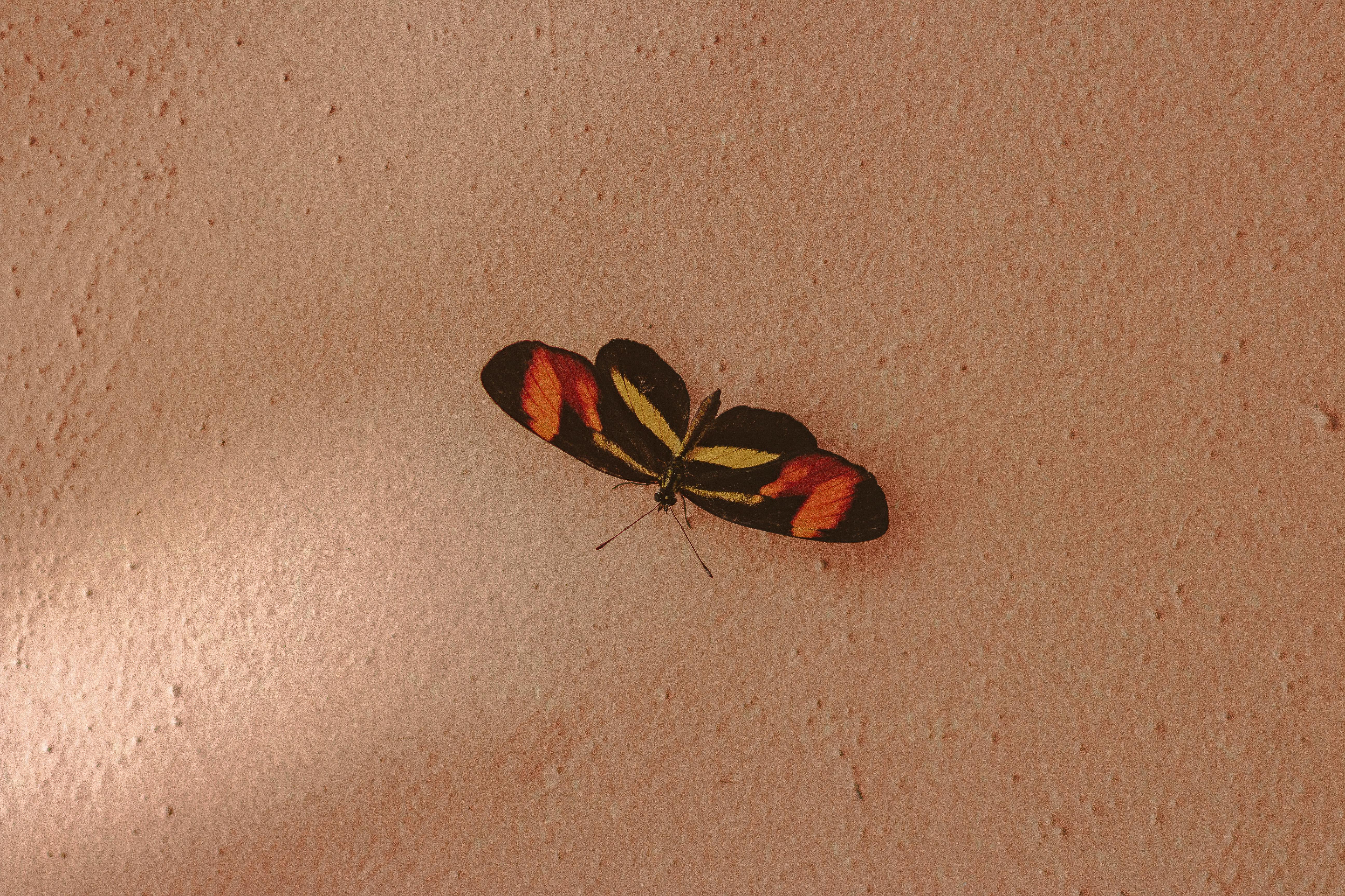 Black Color Phoyo With Yellow Sunlight Shades Photos, Download The BEST ...