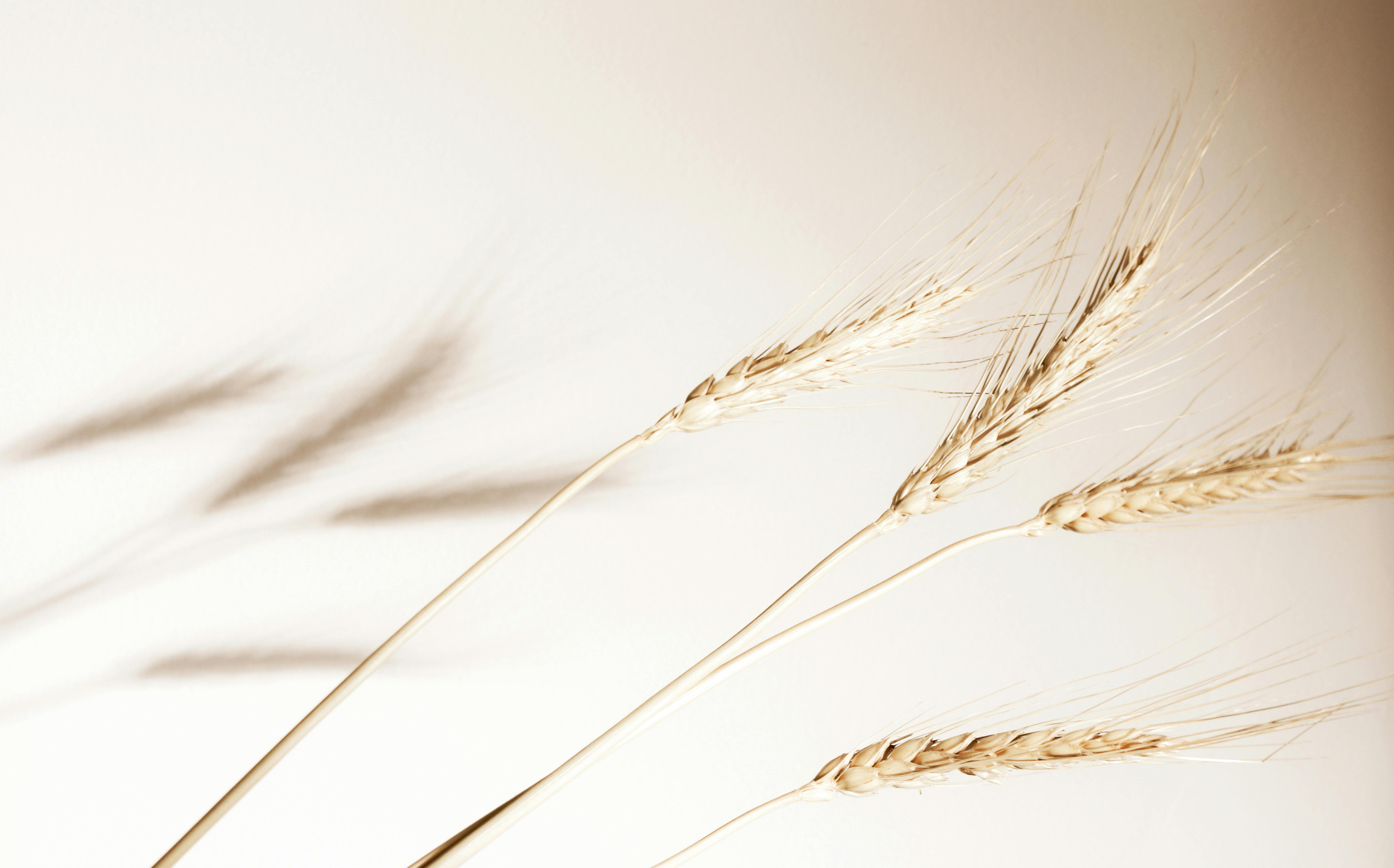 Photo of Stems of wheat · Free Stock Photo
