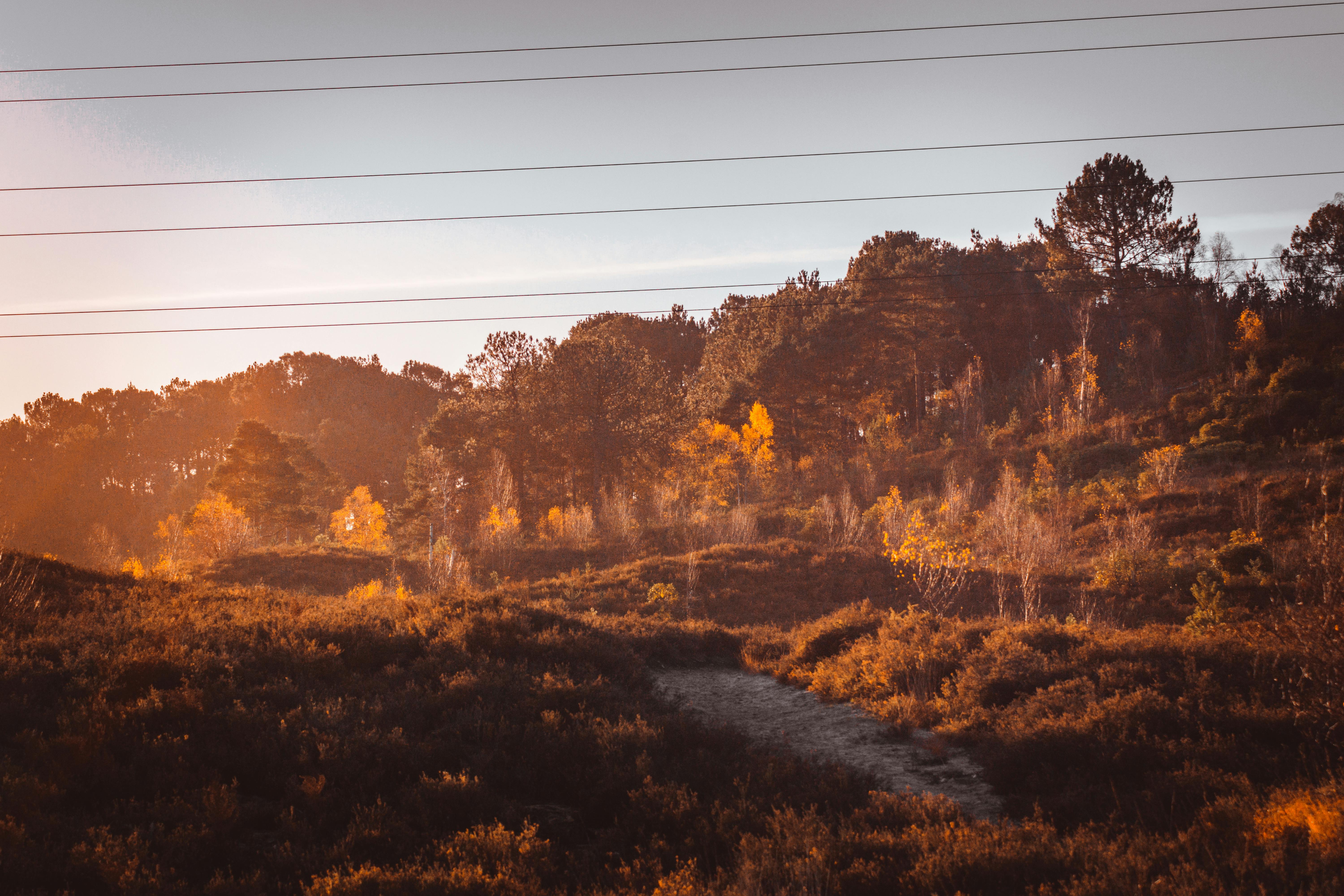 Clear Sky over Forest · Free Stock Photo