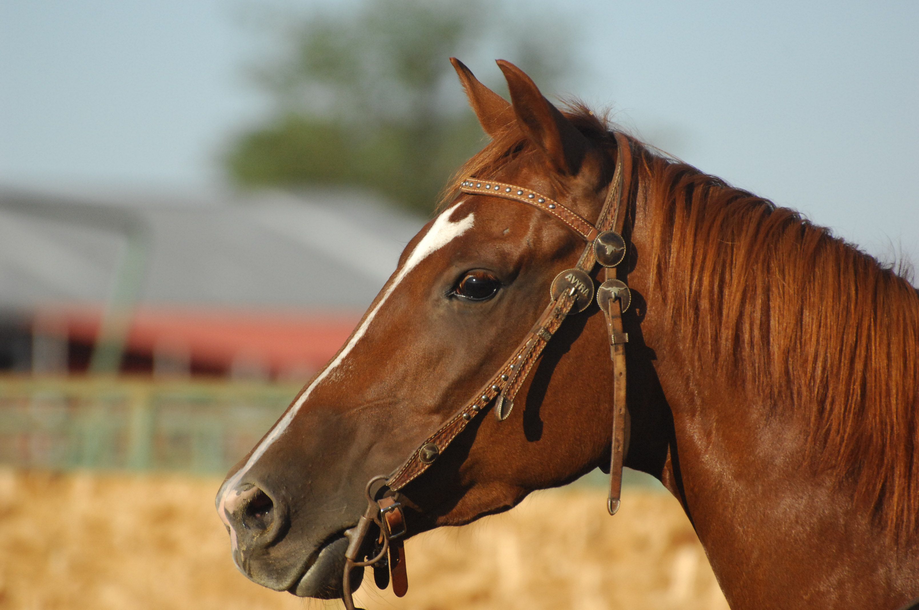 Close Up Photo of a Brown Horse · Free Stock Photo