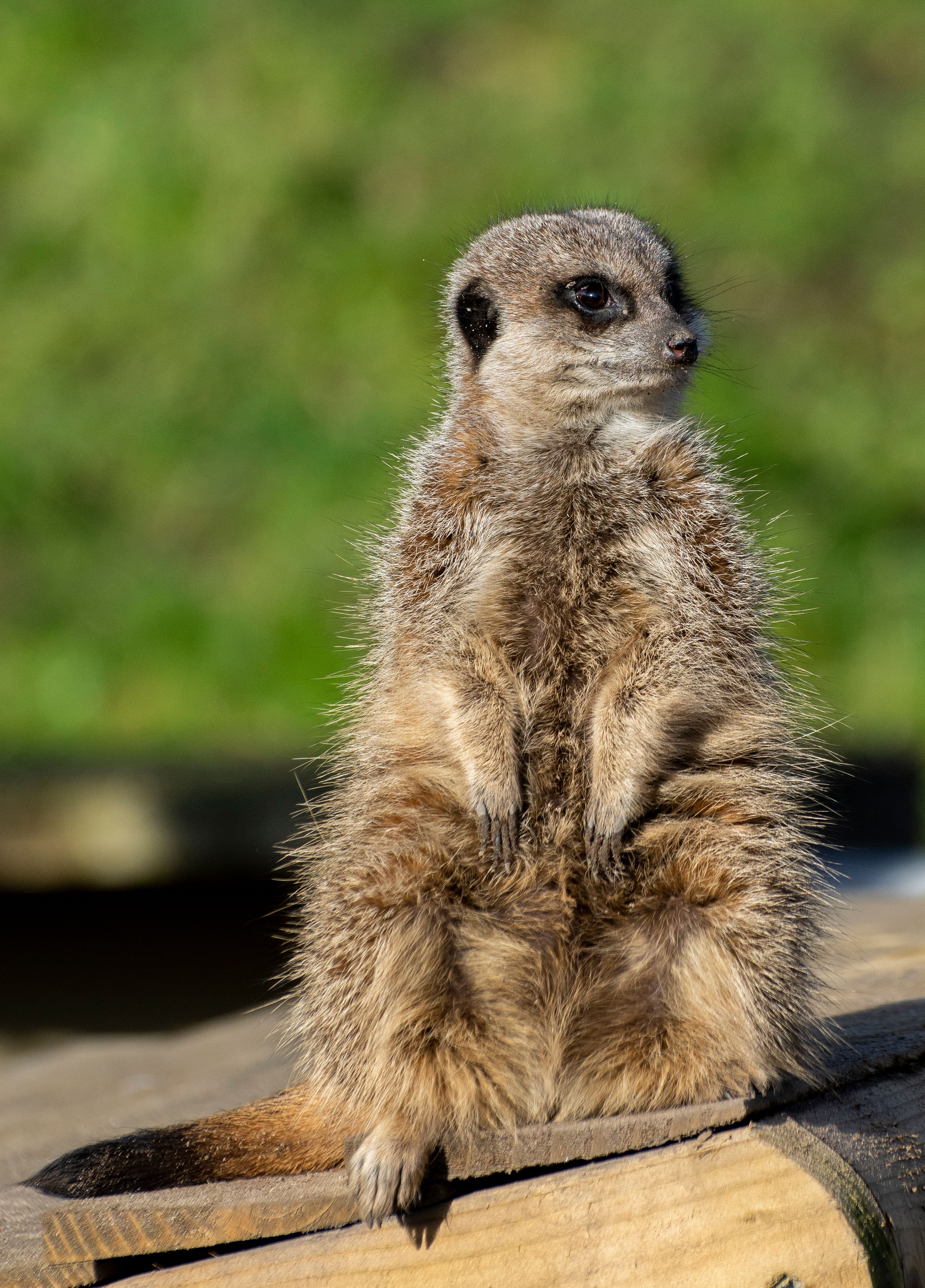 Portrait of a Rock Hyrax Sticking Its Tongue Out · Free Stock Photo