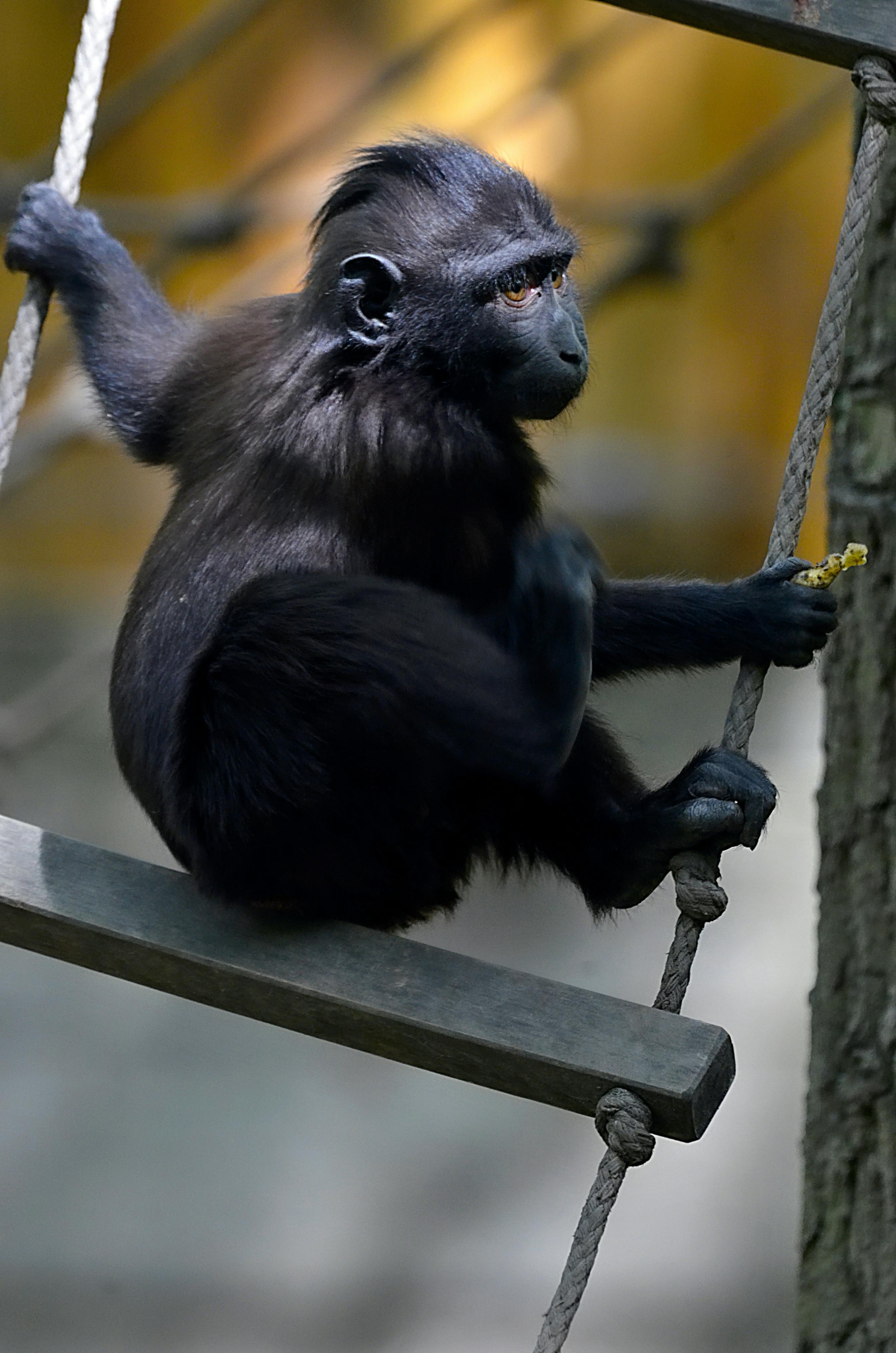 Black Monkey Holding to a Rope · Free Stock Photo