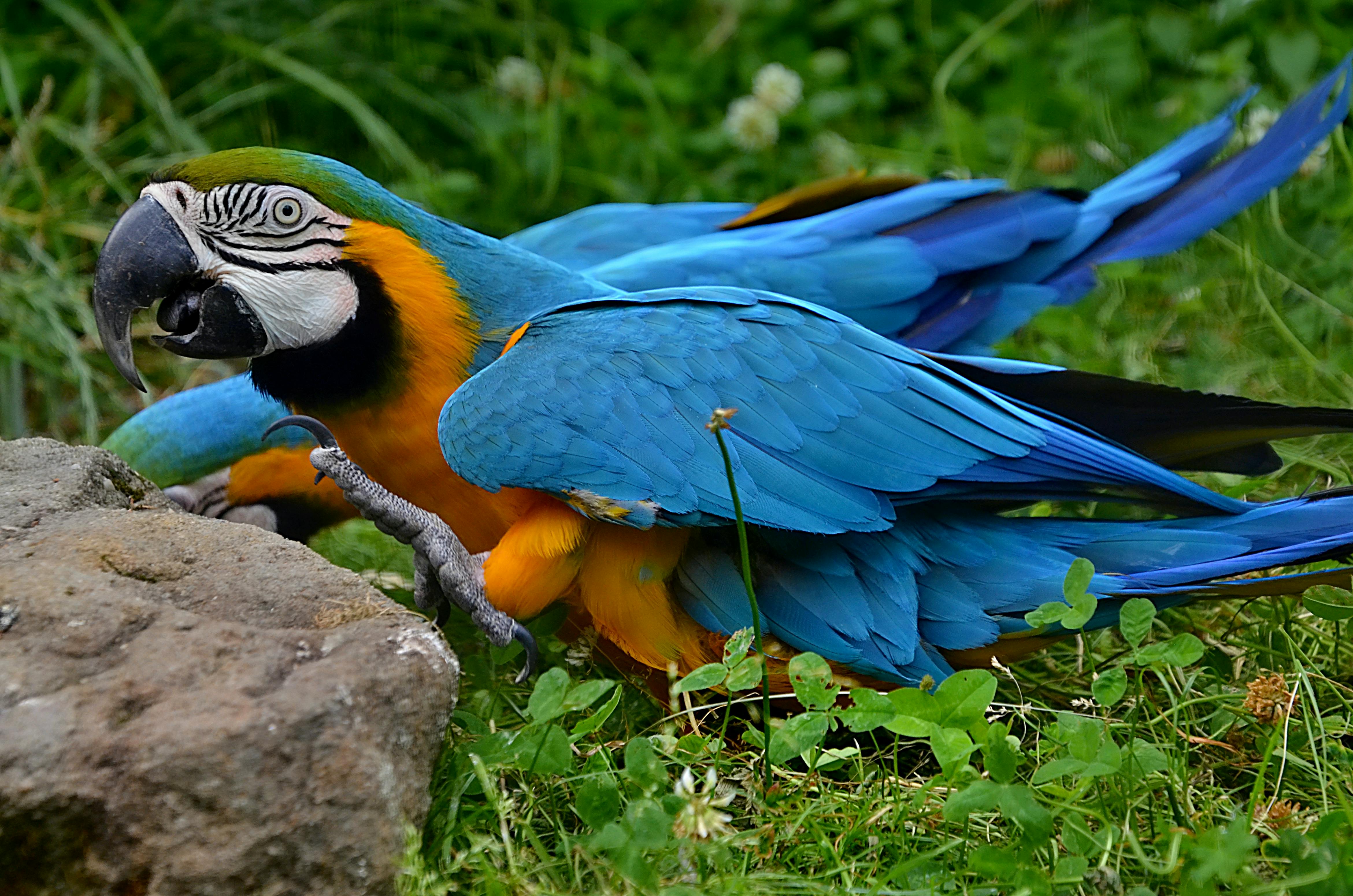 A Macaw with Colorful Plumage on Green Grass · Free Stock Photo