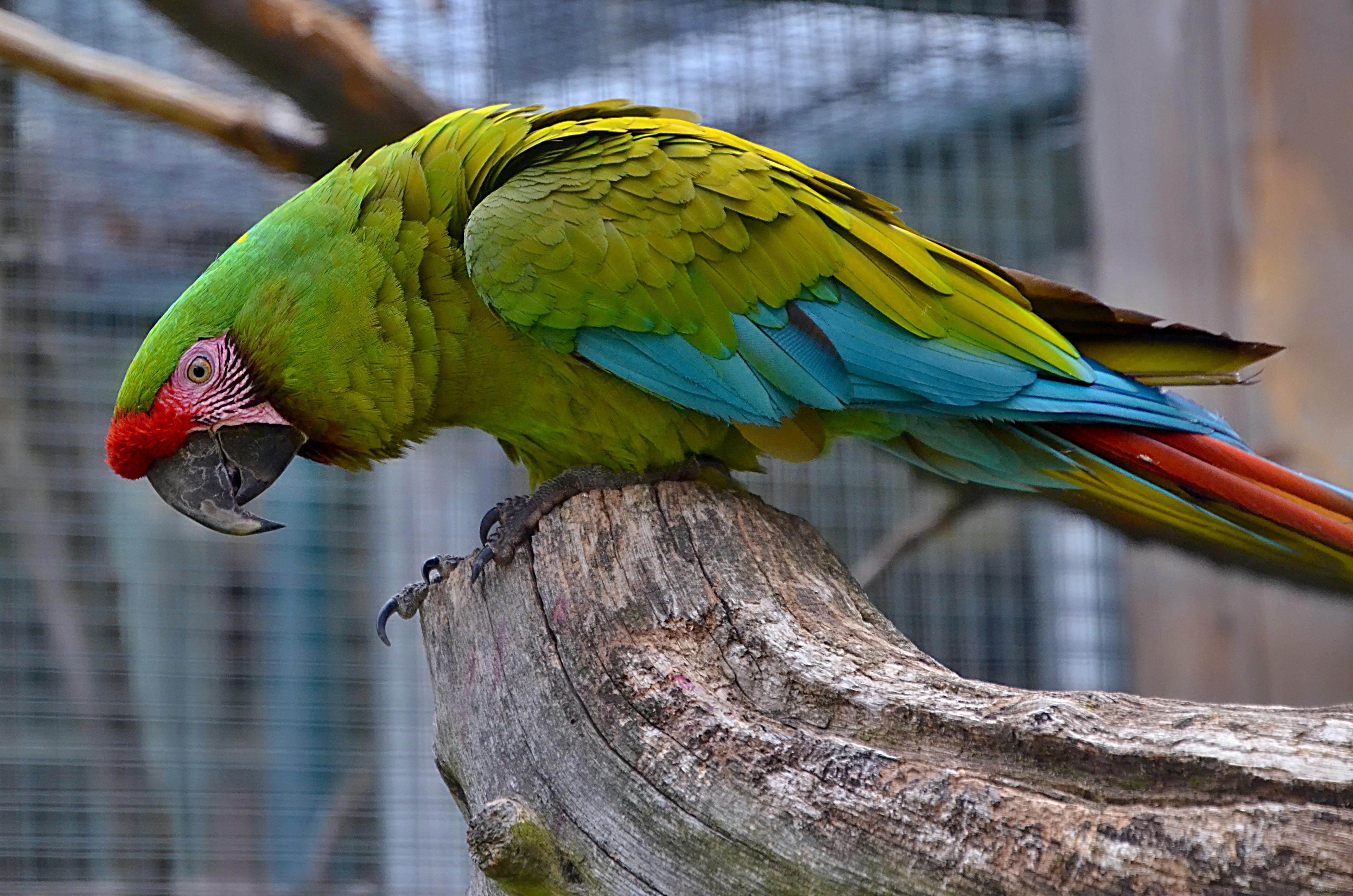Scarlet Macaw Perched on Brown Tree Branch · Free Stock Photo