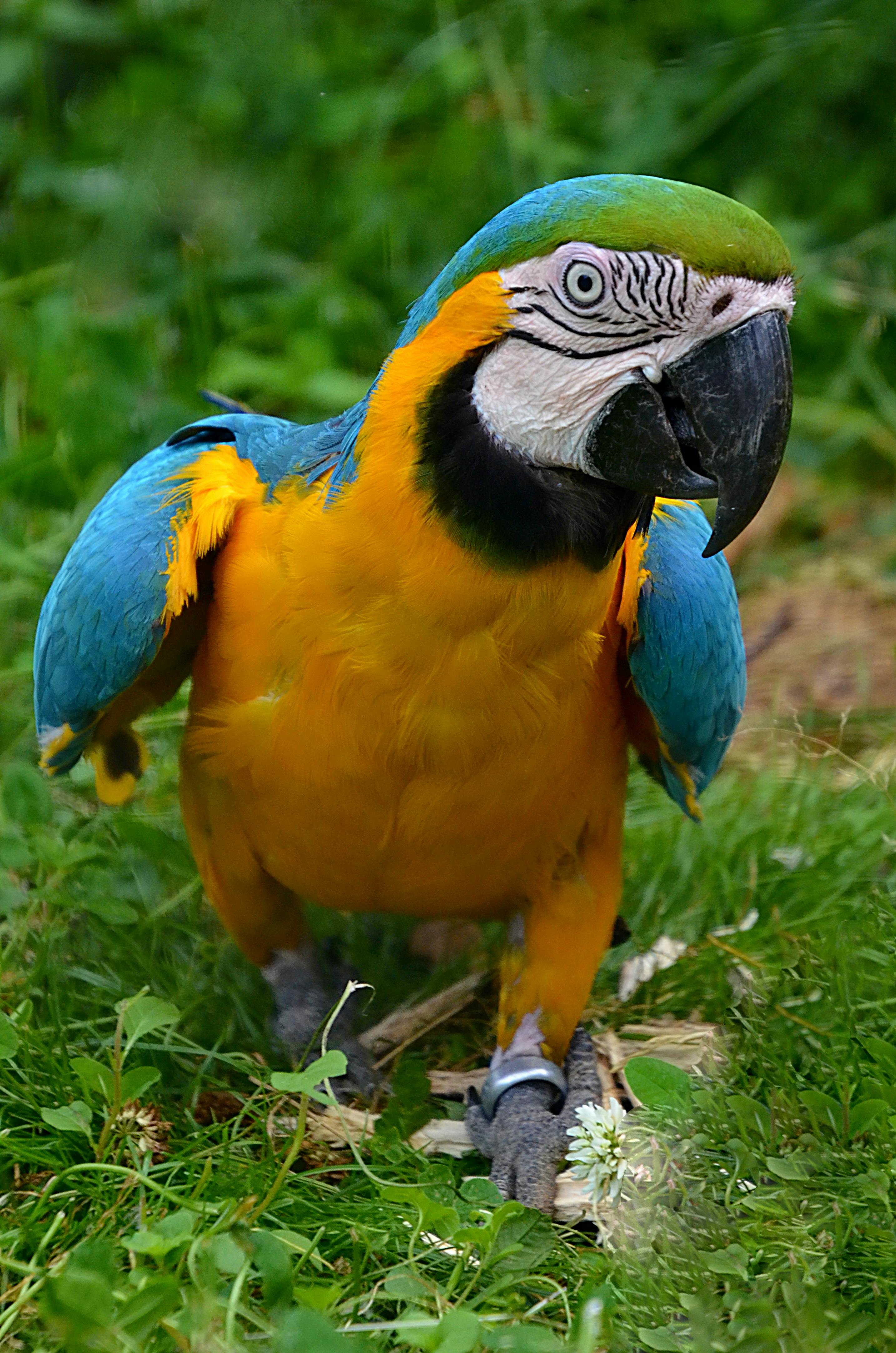 A Macaw Parrot Standing on Green Grass · Free Stock Photo