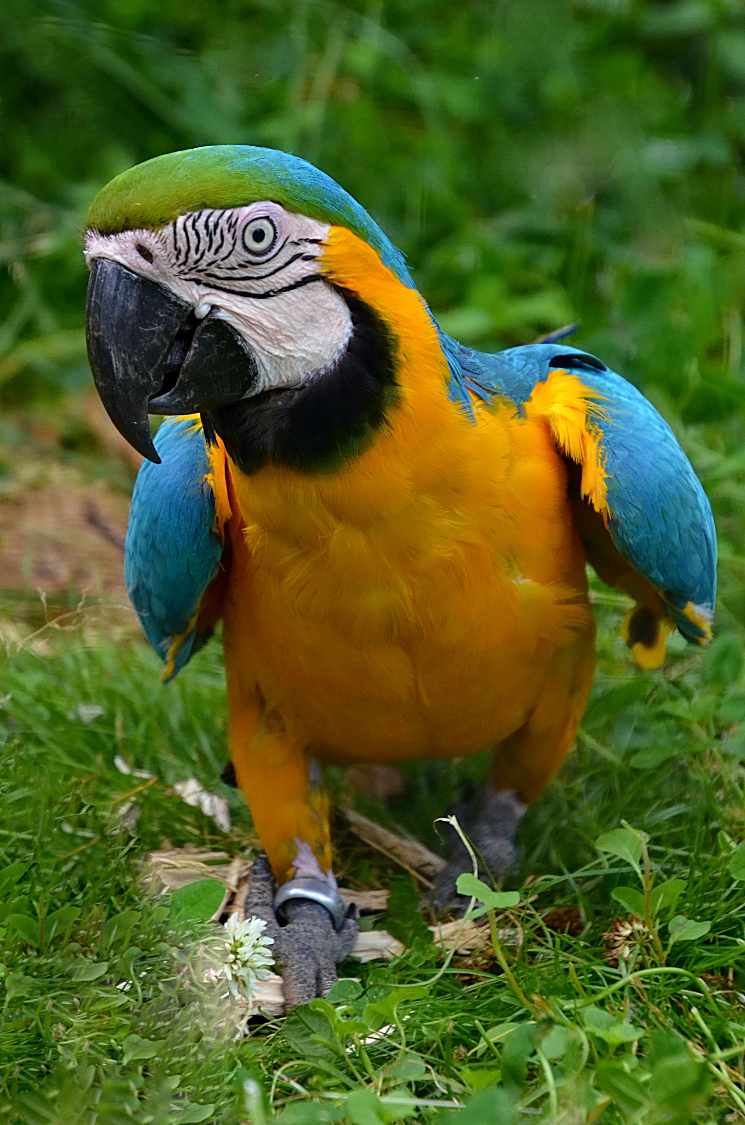 A Macaw Parrot Standing on Green Grass · Free Stock Photo