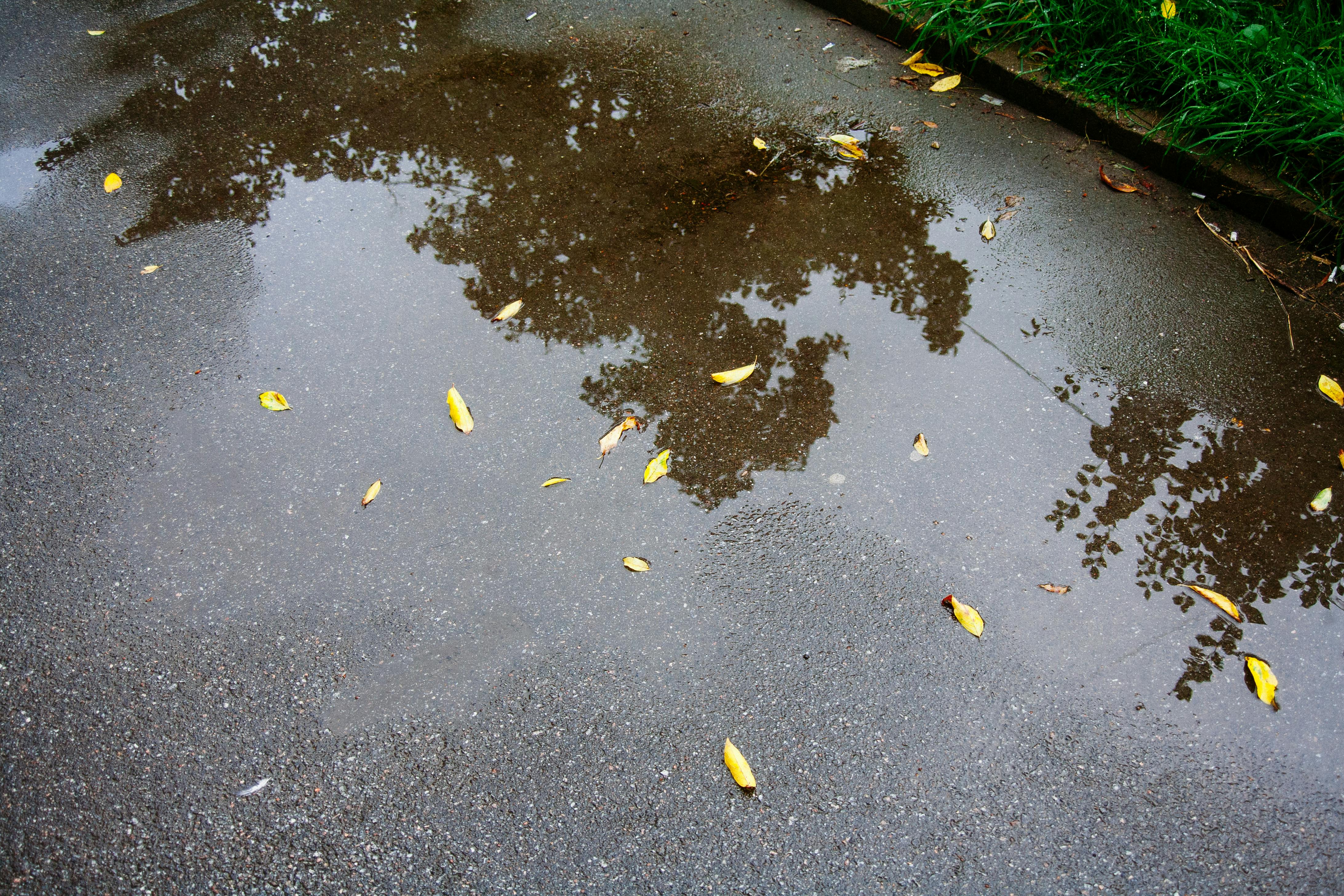 Close-up of a Puddle with Leaves · Free Stock Photo