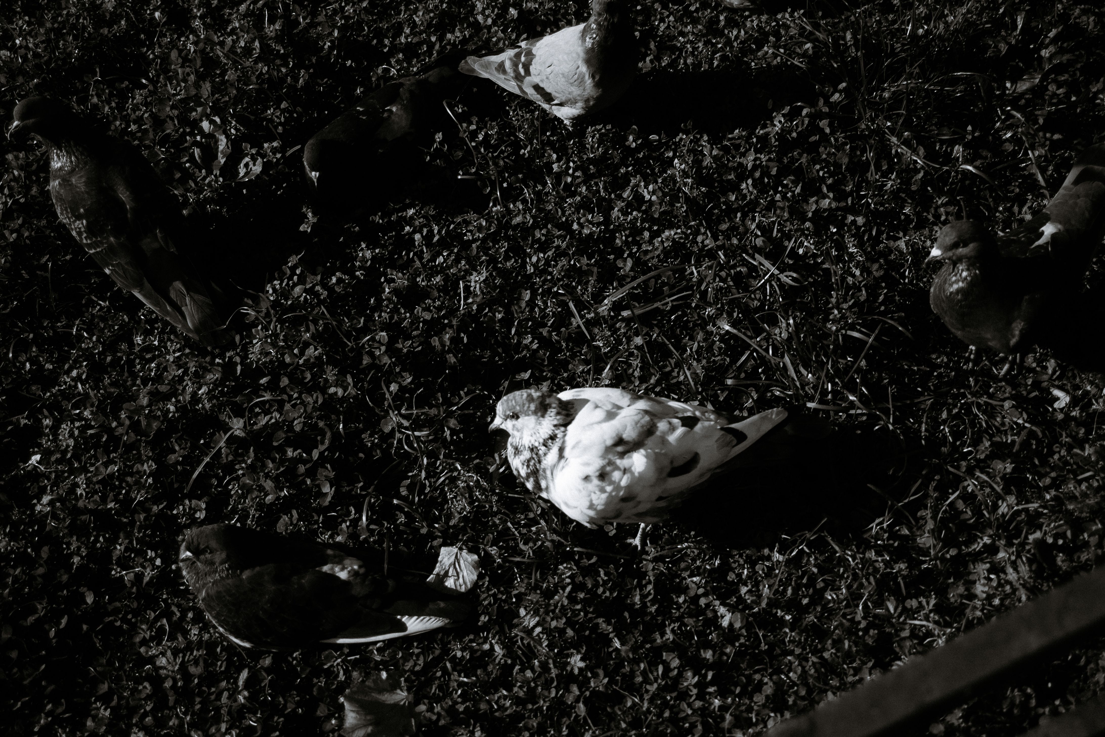 Dark And Mono Photos, Download The BEST Free Dark And Mono Stock Photos ...