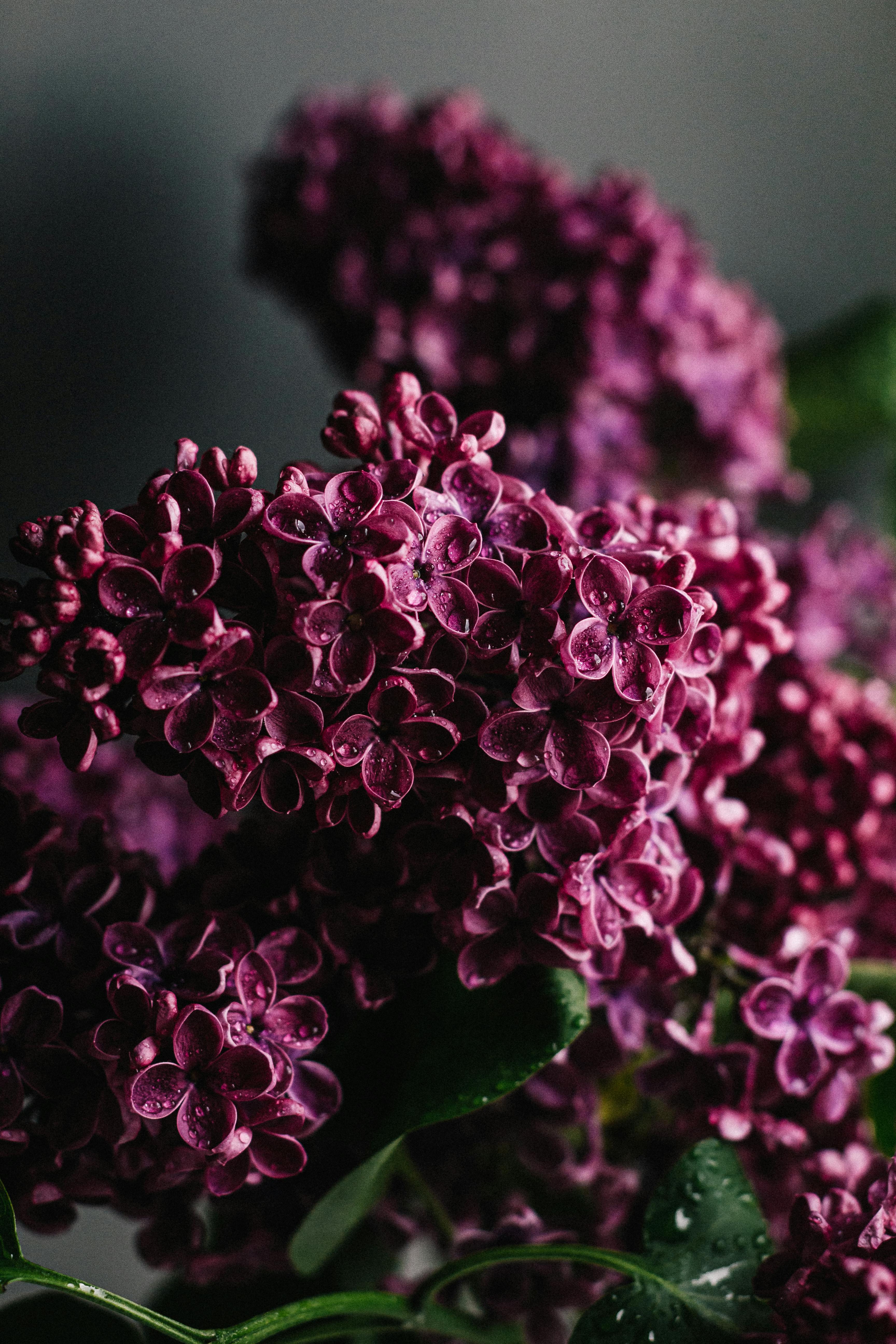 Bunch of fragrant purple lilac flowers in room · Free Stock Photo