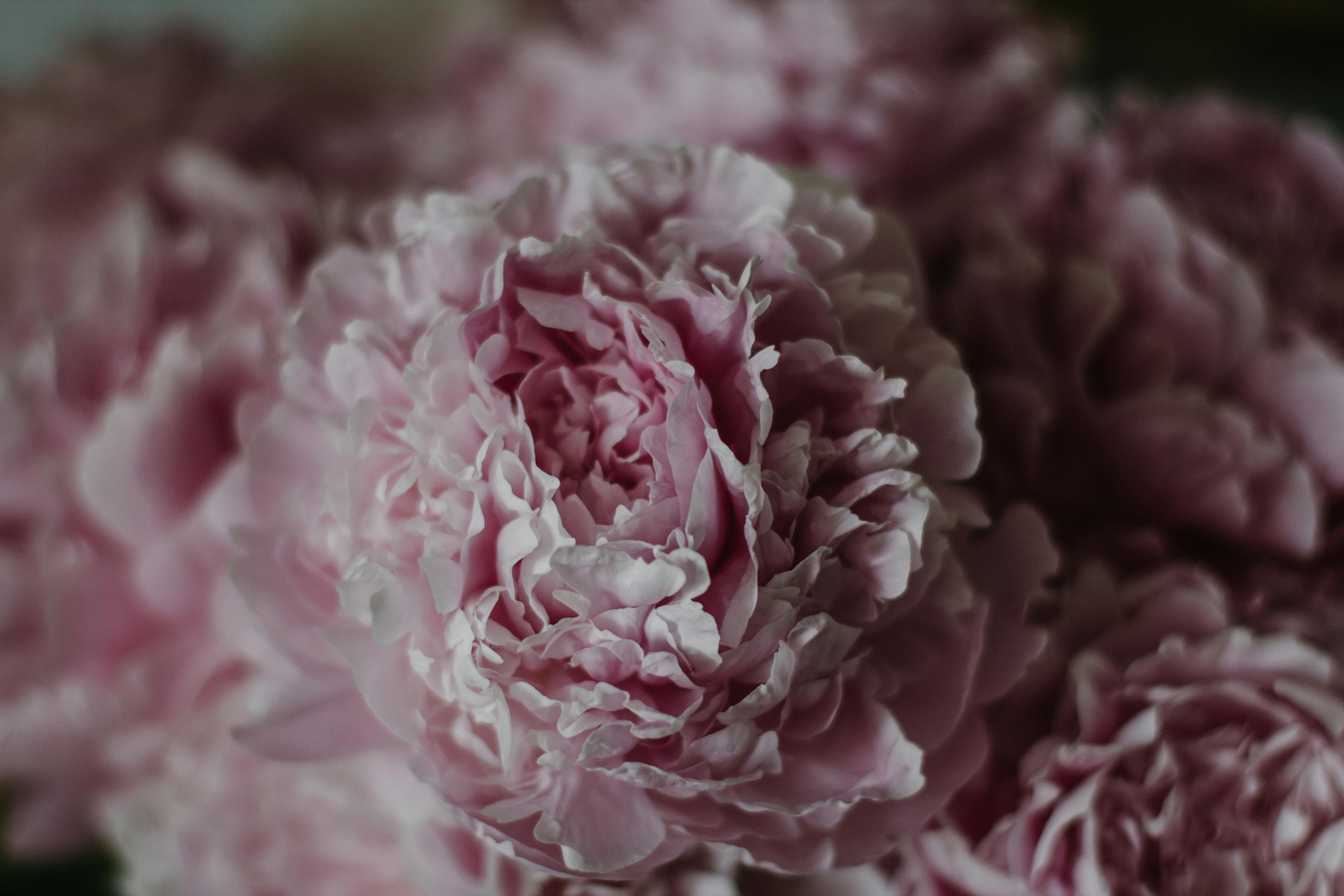 How to Stake Peonies Properly for a Stunning Upright Display