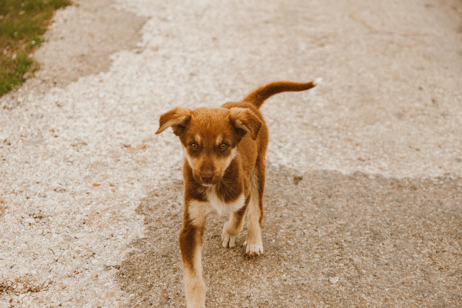 Dog Tail Docking Problems & Alternative Solutions Explained