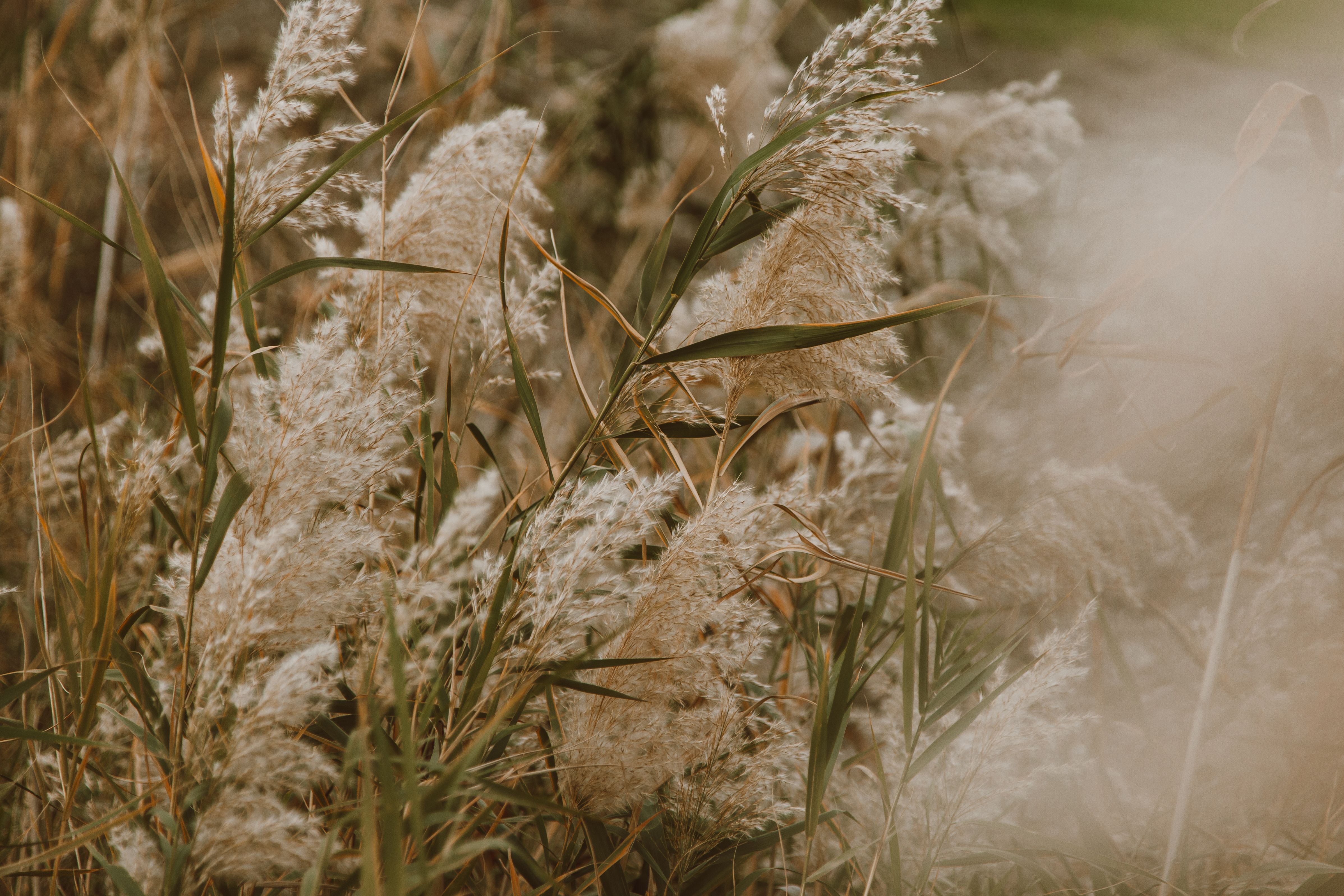 Wheat Colored Photos, Download The BEST Free Wheat Colored Stock Photos ...