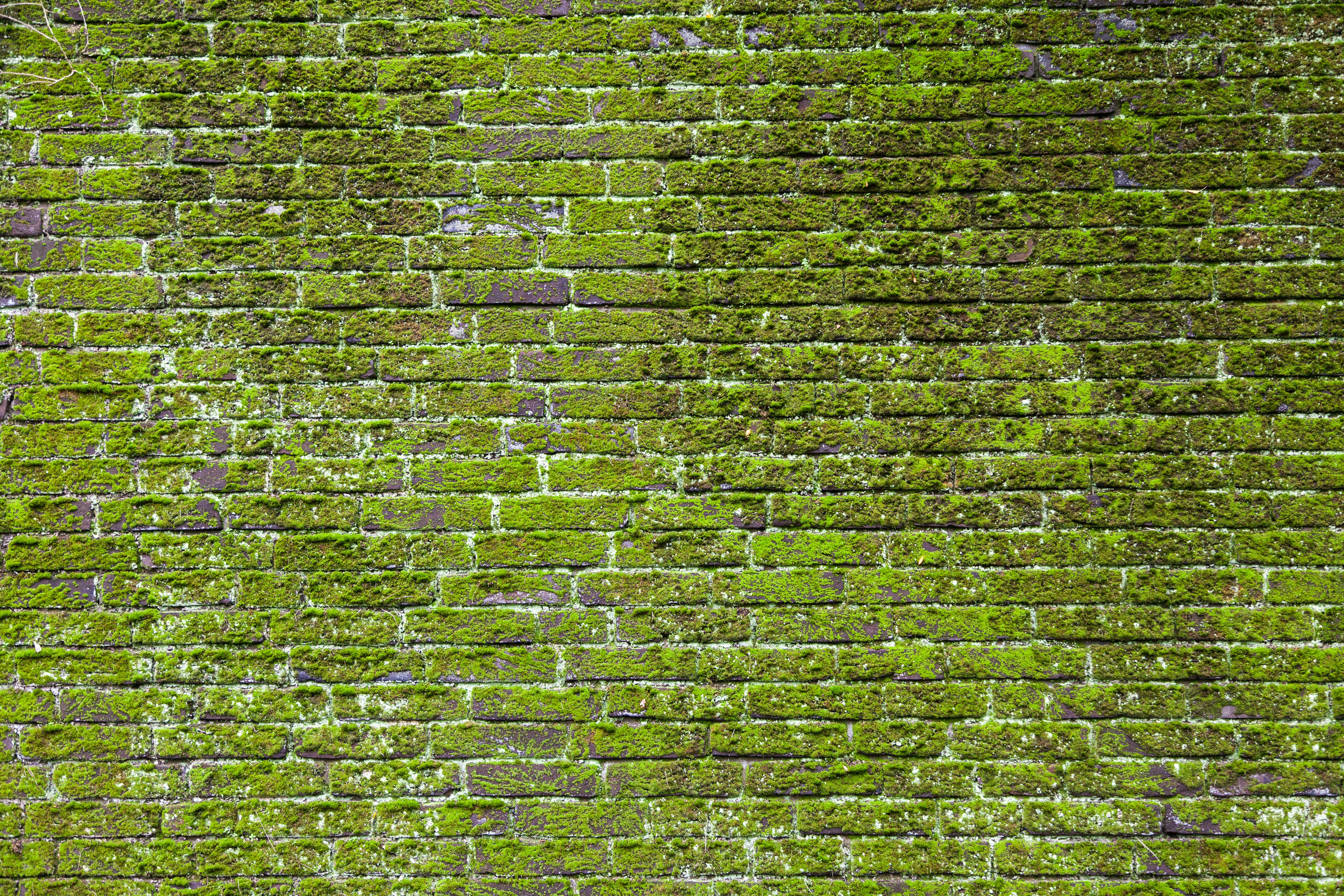 Moss Brick Photos, Download The BEST Free Moss Brick Stock Photos & HD ...