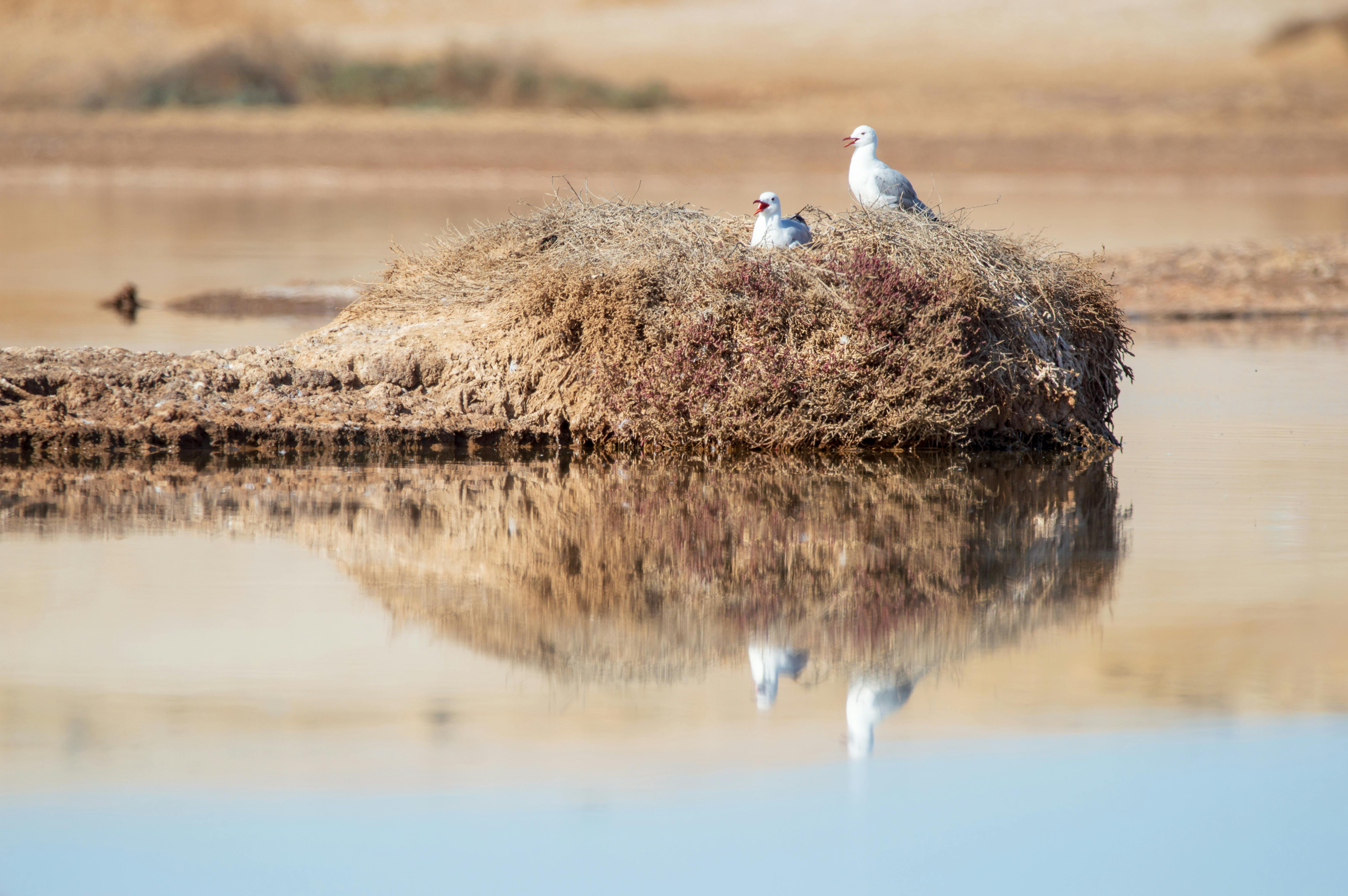 Birds In Nest Images Photos, Download The BEST Free Birds In Nest ...