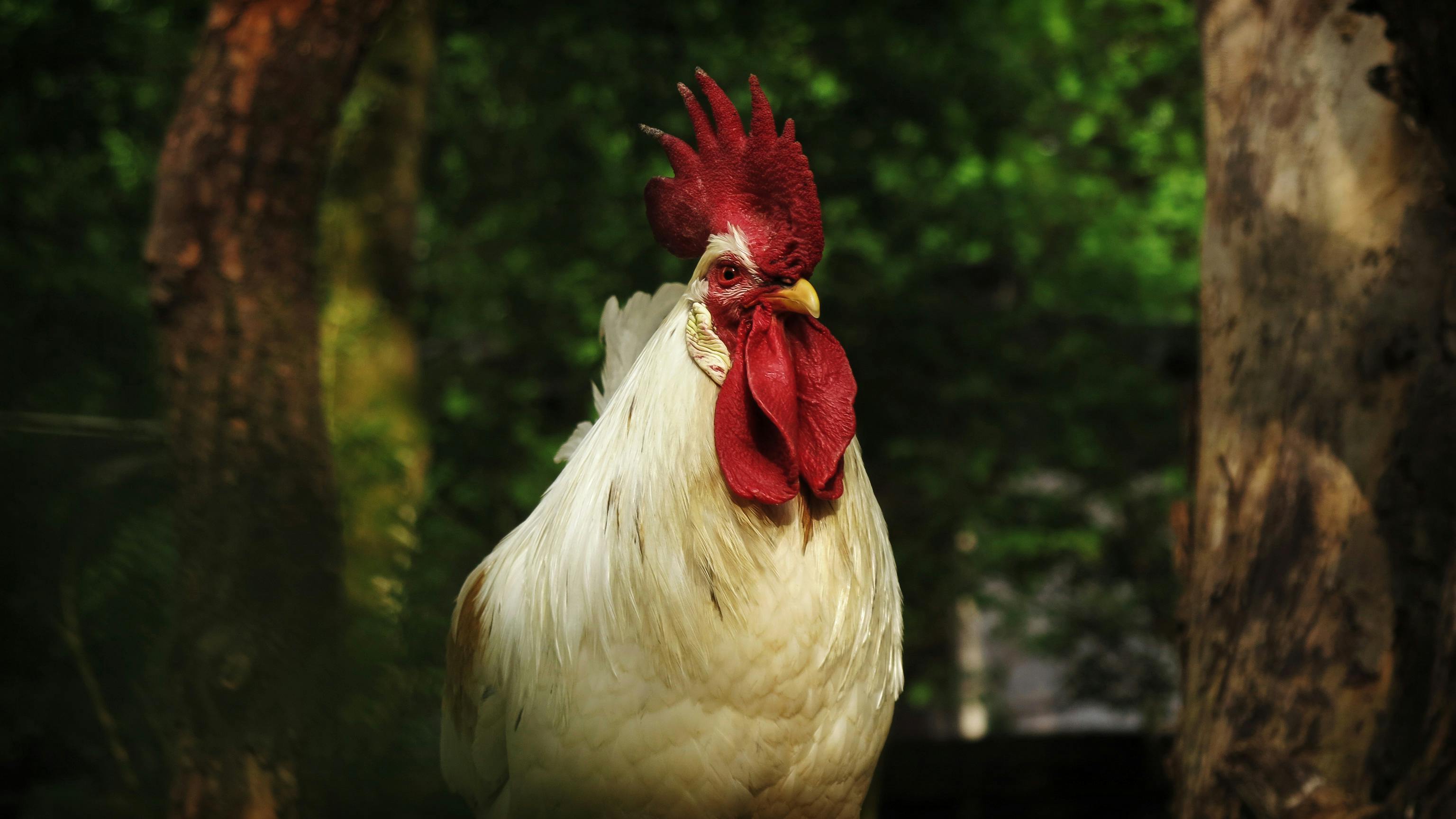 White Rooster · Free Stock Photo