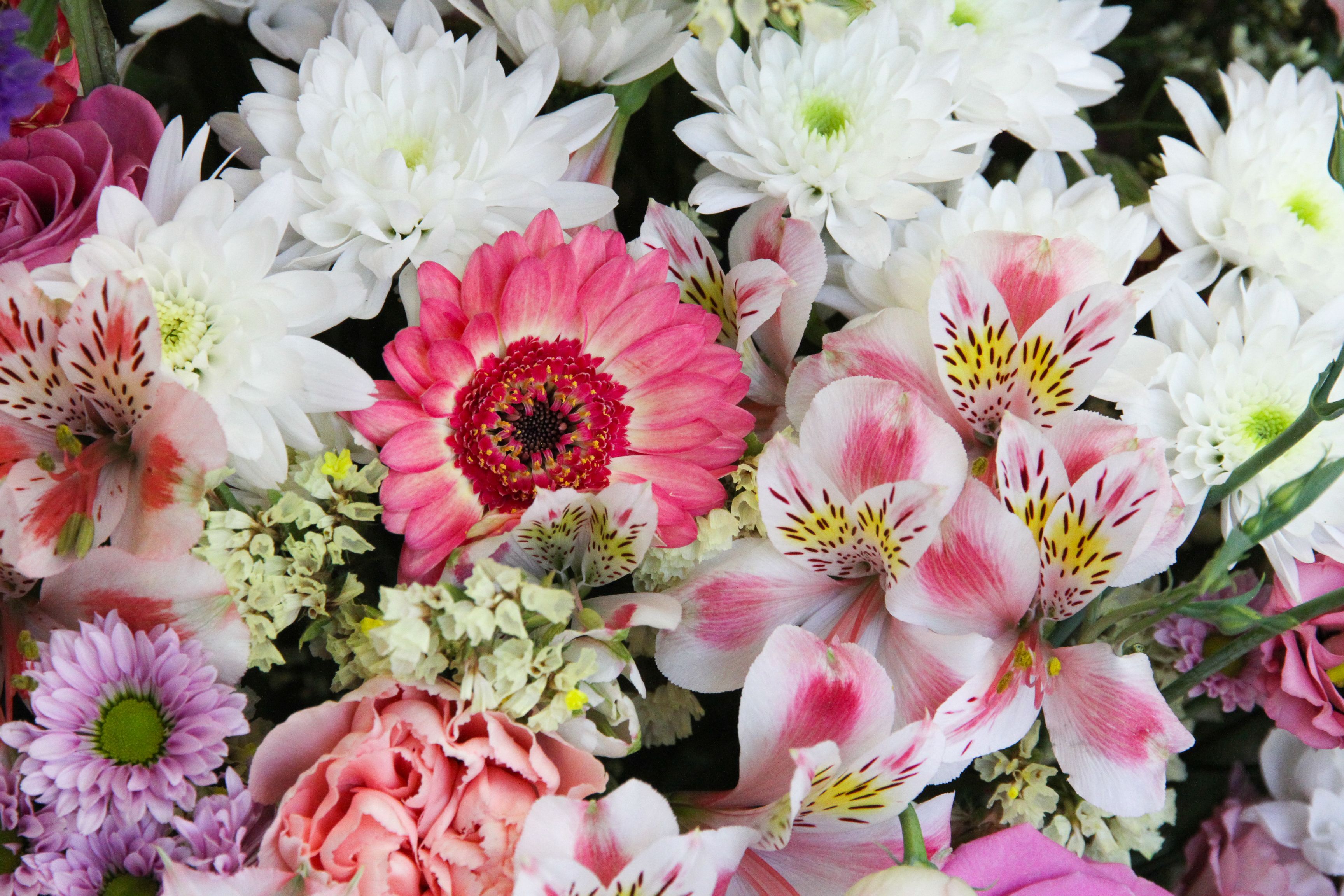 Assorted Flowers in Close Up Shot · Free Stock Photo