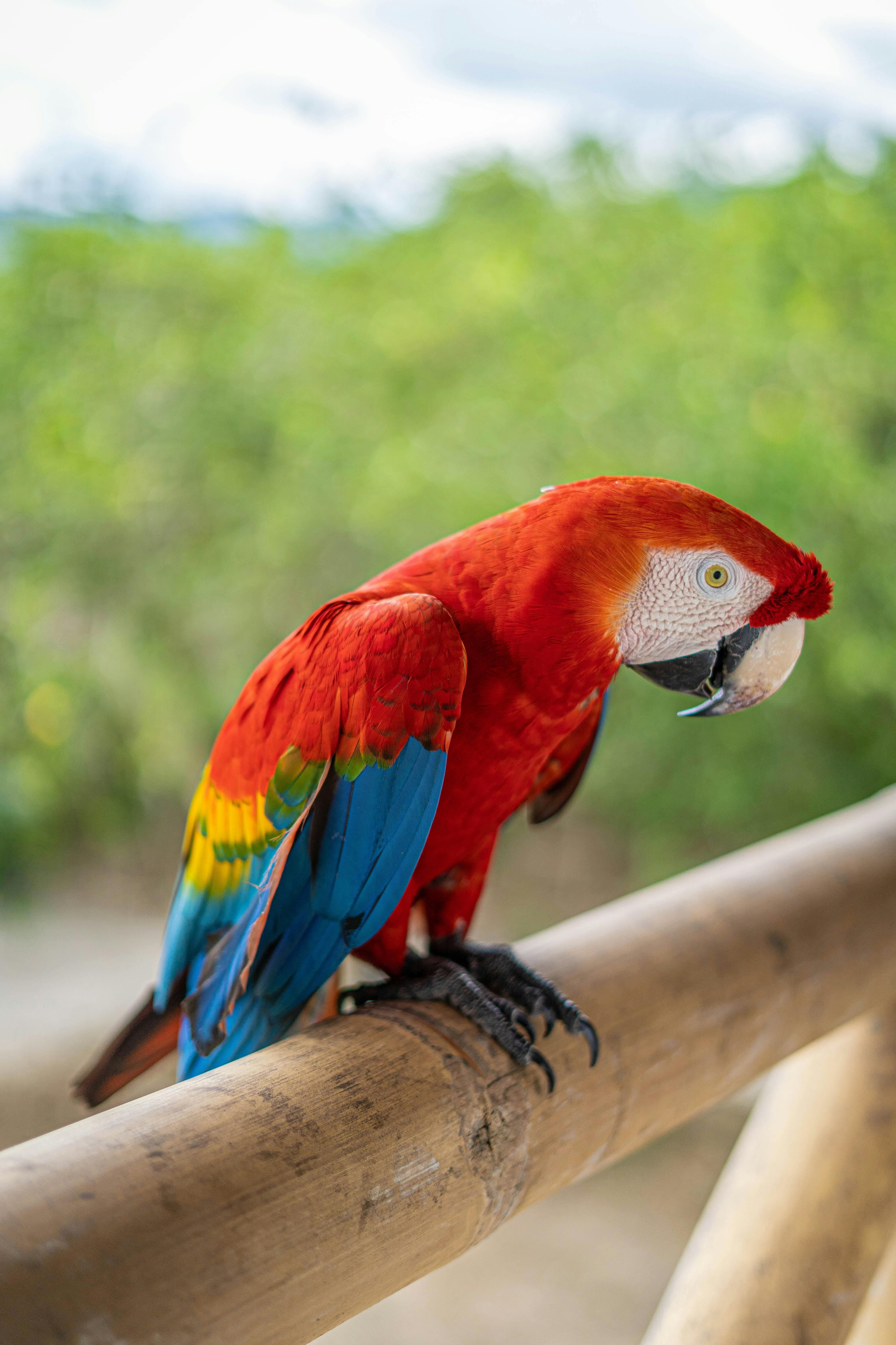 Las mejores 1.000+ fotos de Loros · Descarga totalmente gratuita ...