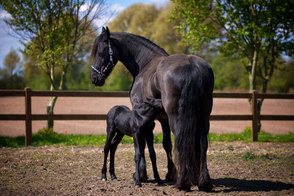 Exploring Horse Types: Ancient to Modern Equine Breeds