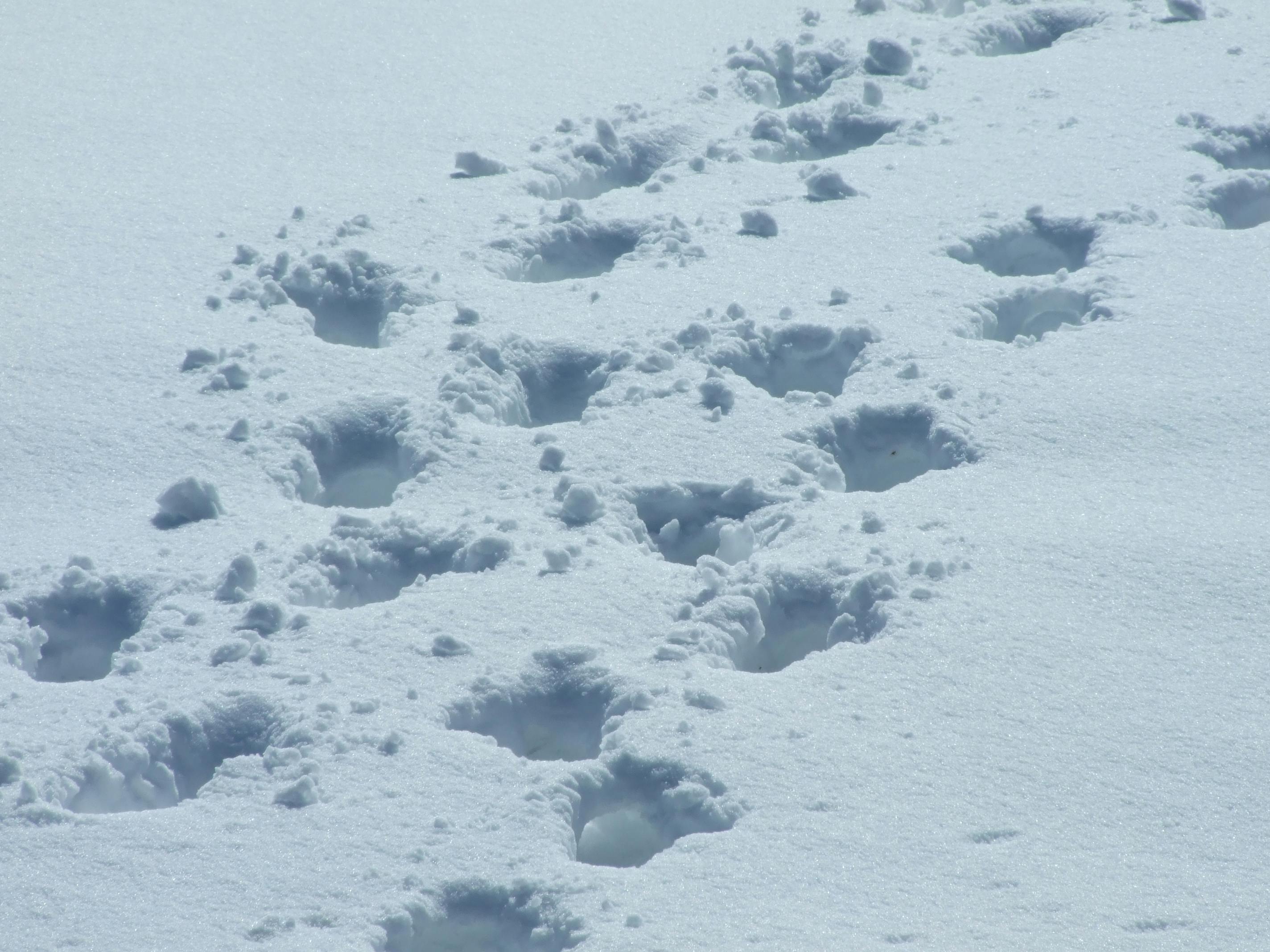 Free stock photo of footsteps, snow