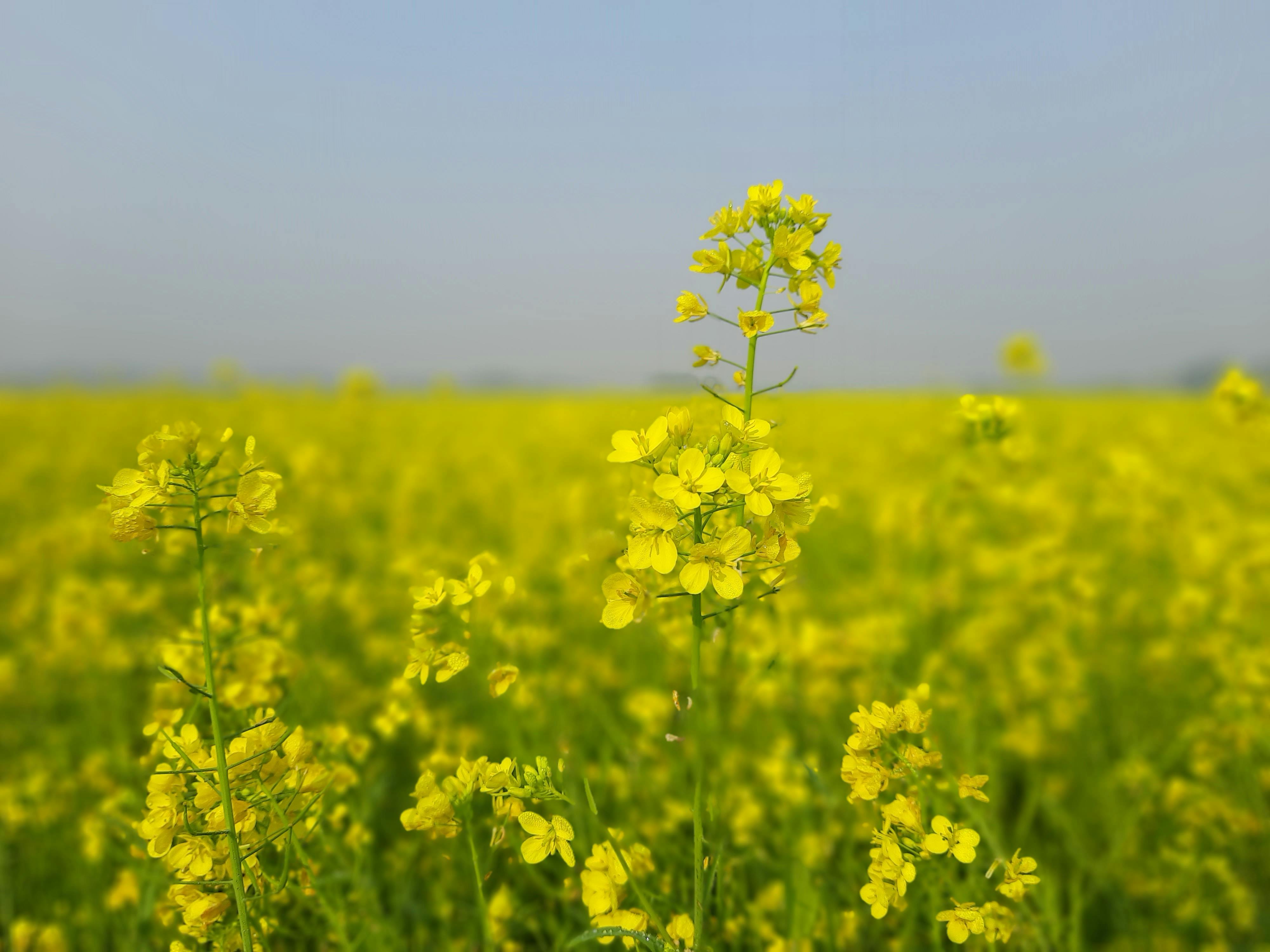 Mamunur Rashid - Photography