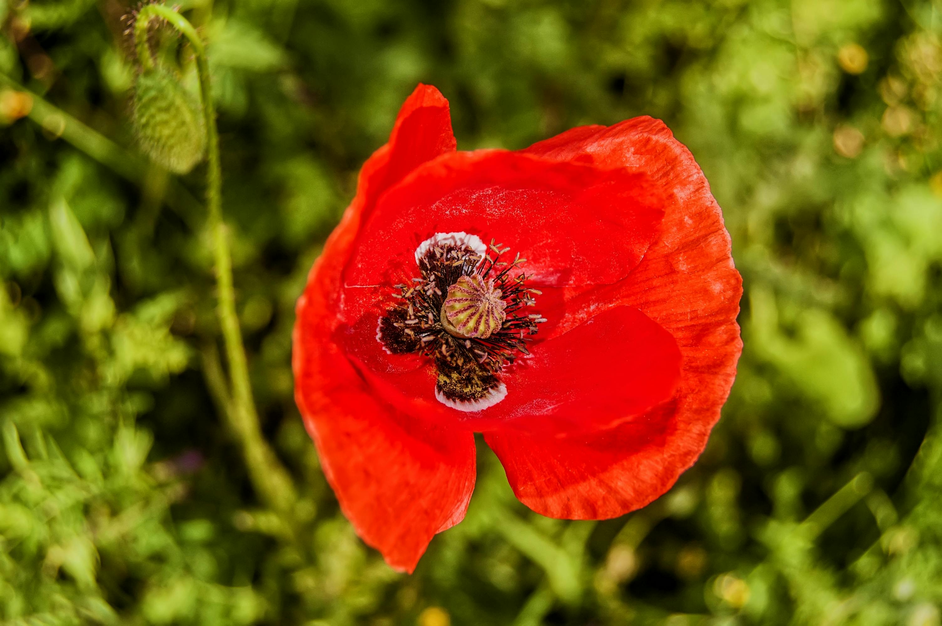 Selective Focus Photography of Common Poppy · Free Stock Photo