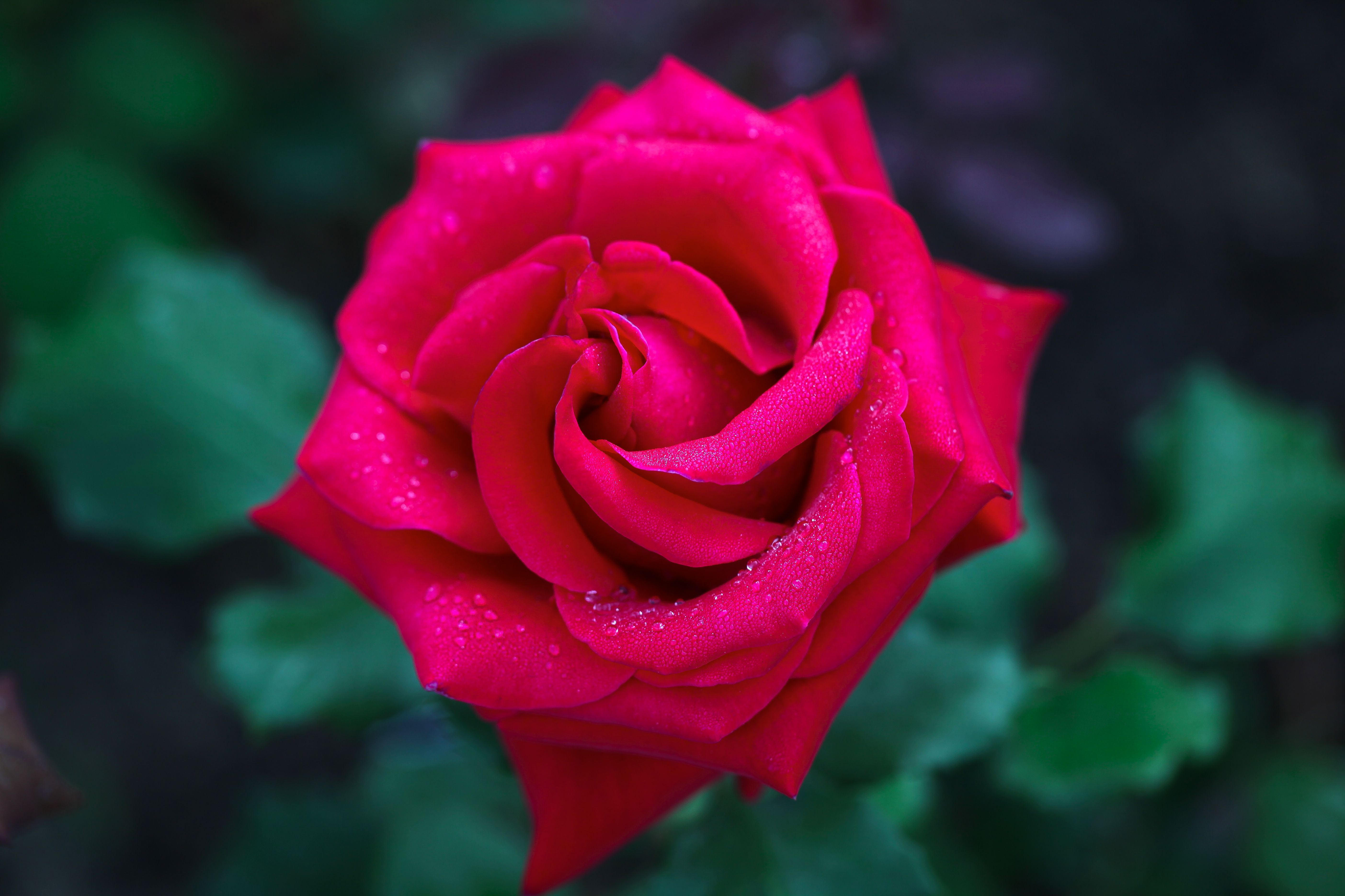 A Rose in Full Bloom · Free Stock Photo