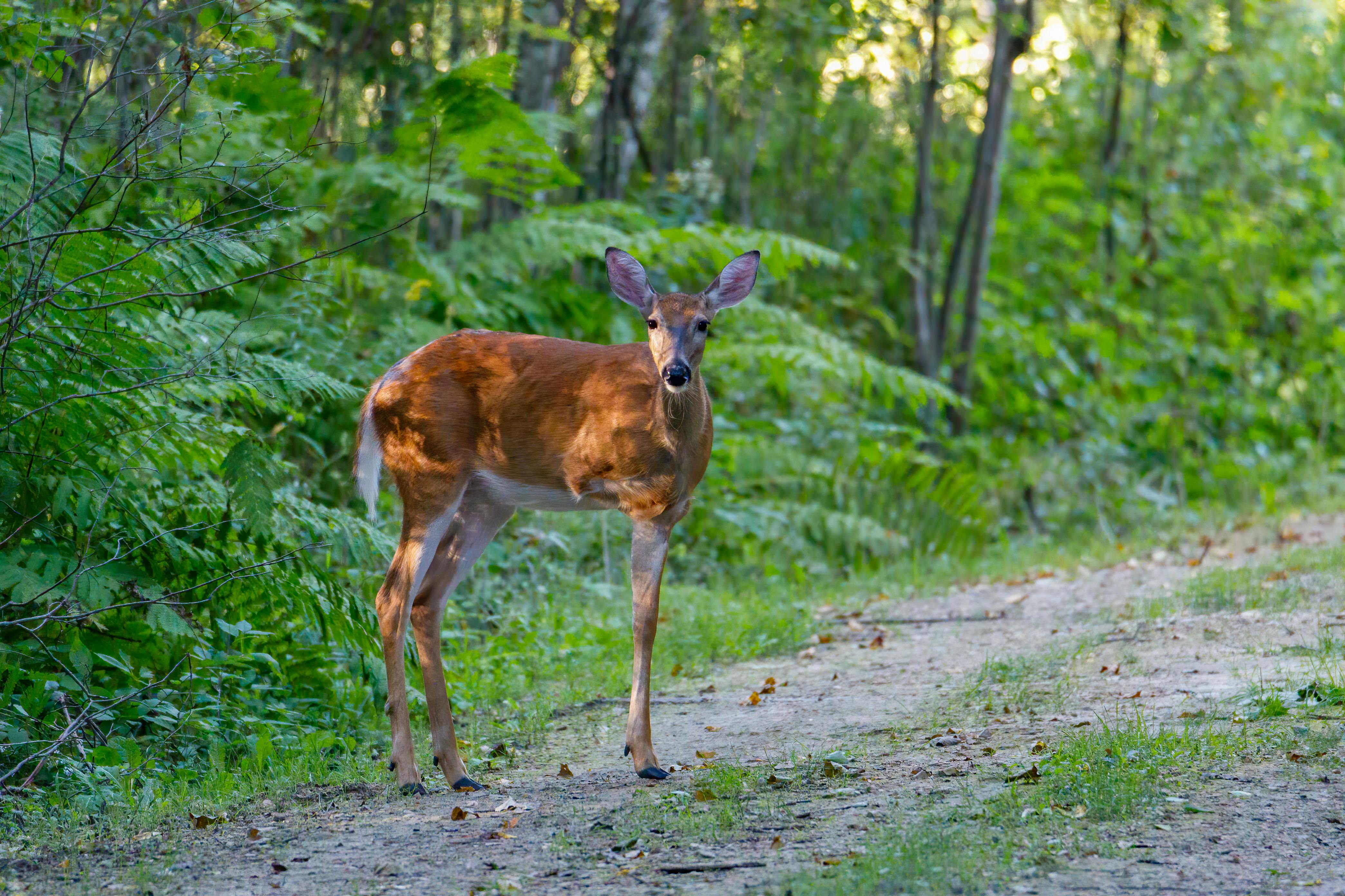 A Brown Deer Missing One Leg · Free Stock Photo