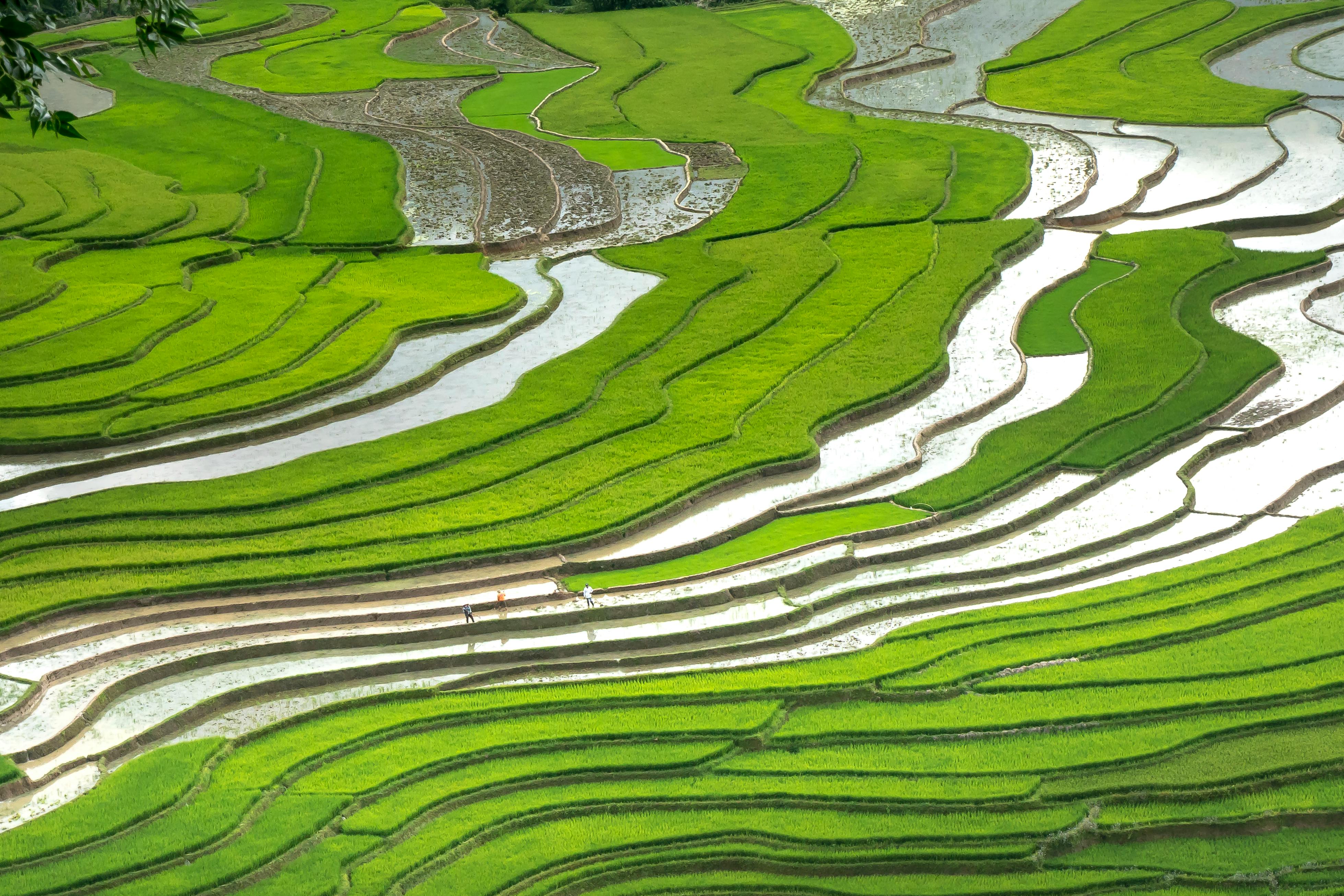 Aerial Photography of a Beautiful Paddy Field · Free Stock Photo