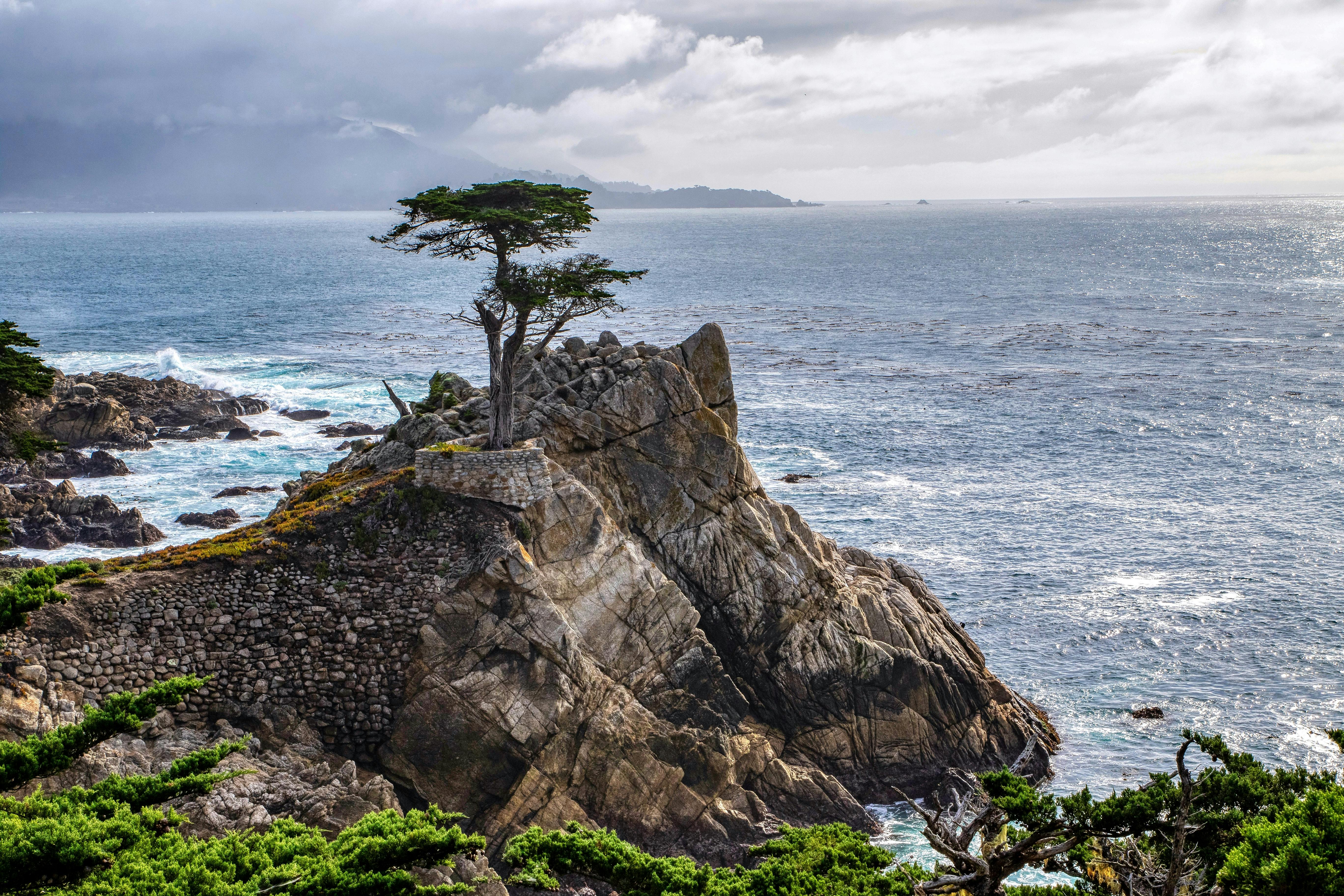 Tree on Rocky Cliff Beside Water · Free Stock Photo