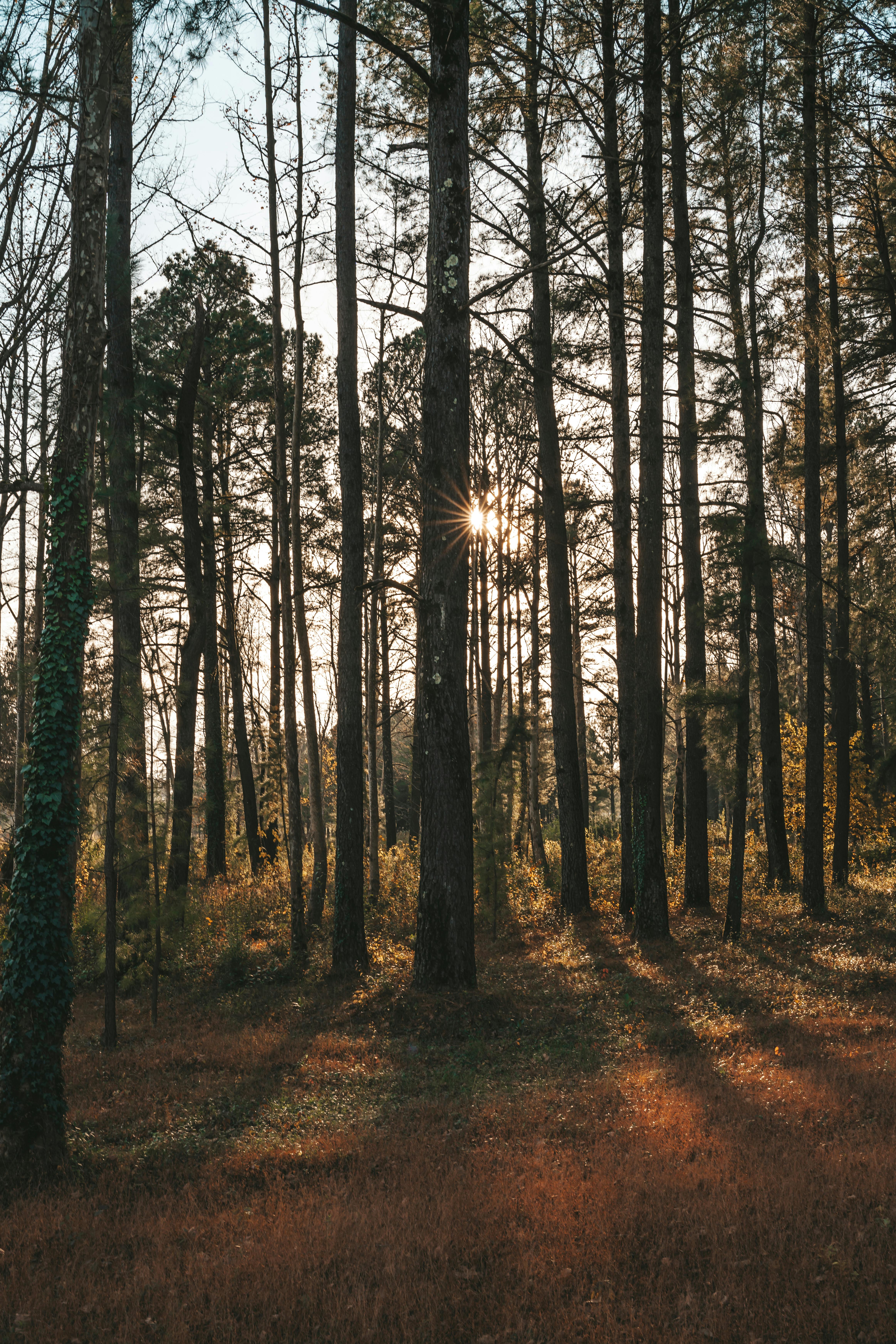 Brown Trees in the Forest · Free Stock Photo