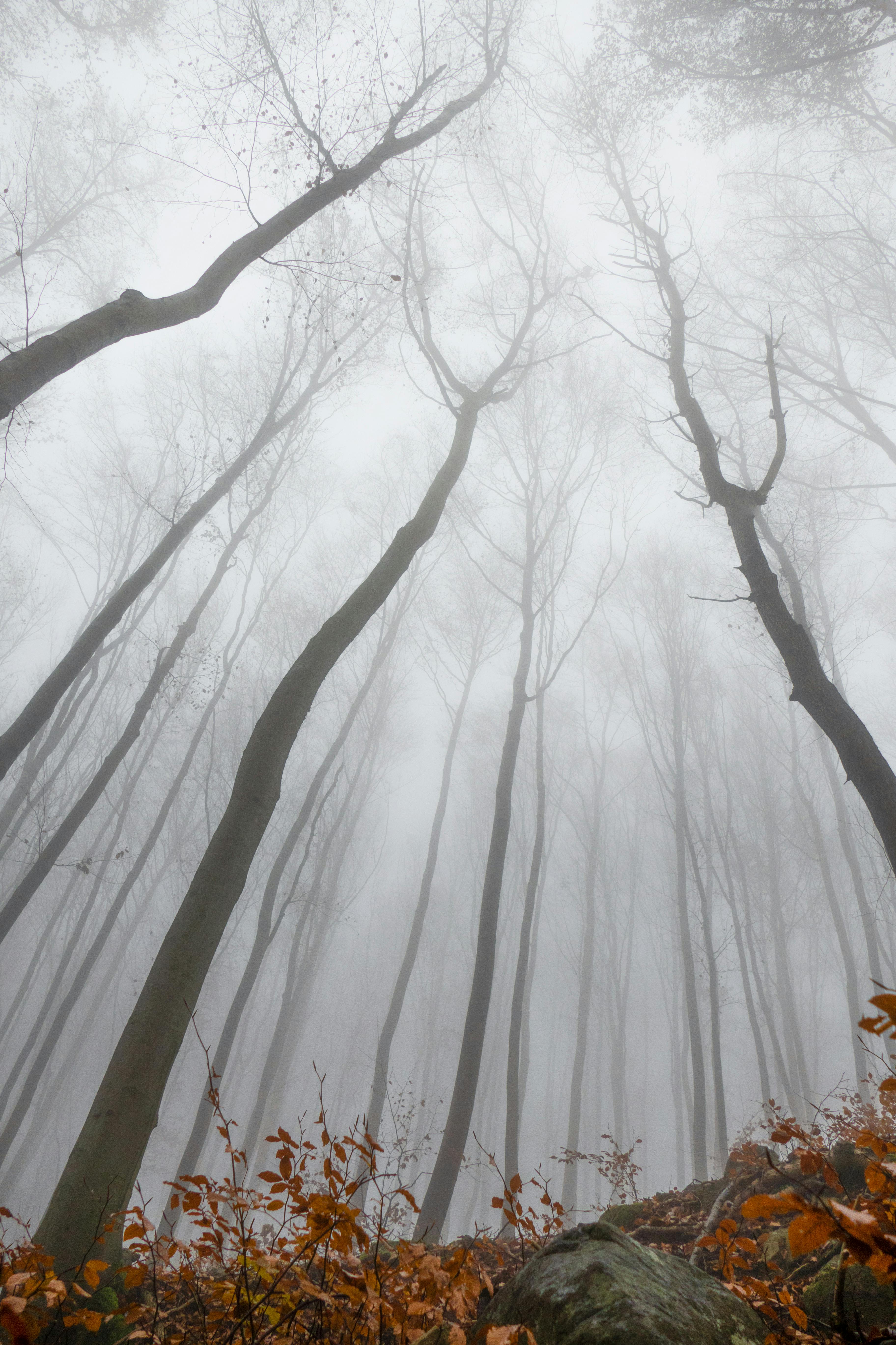Tall leafless trees in dark forest · Free Stock Photo