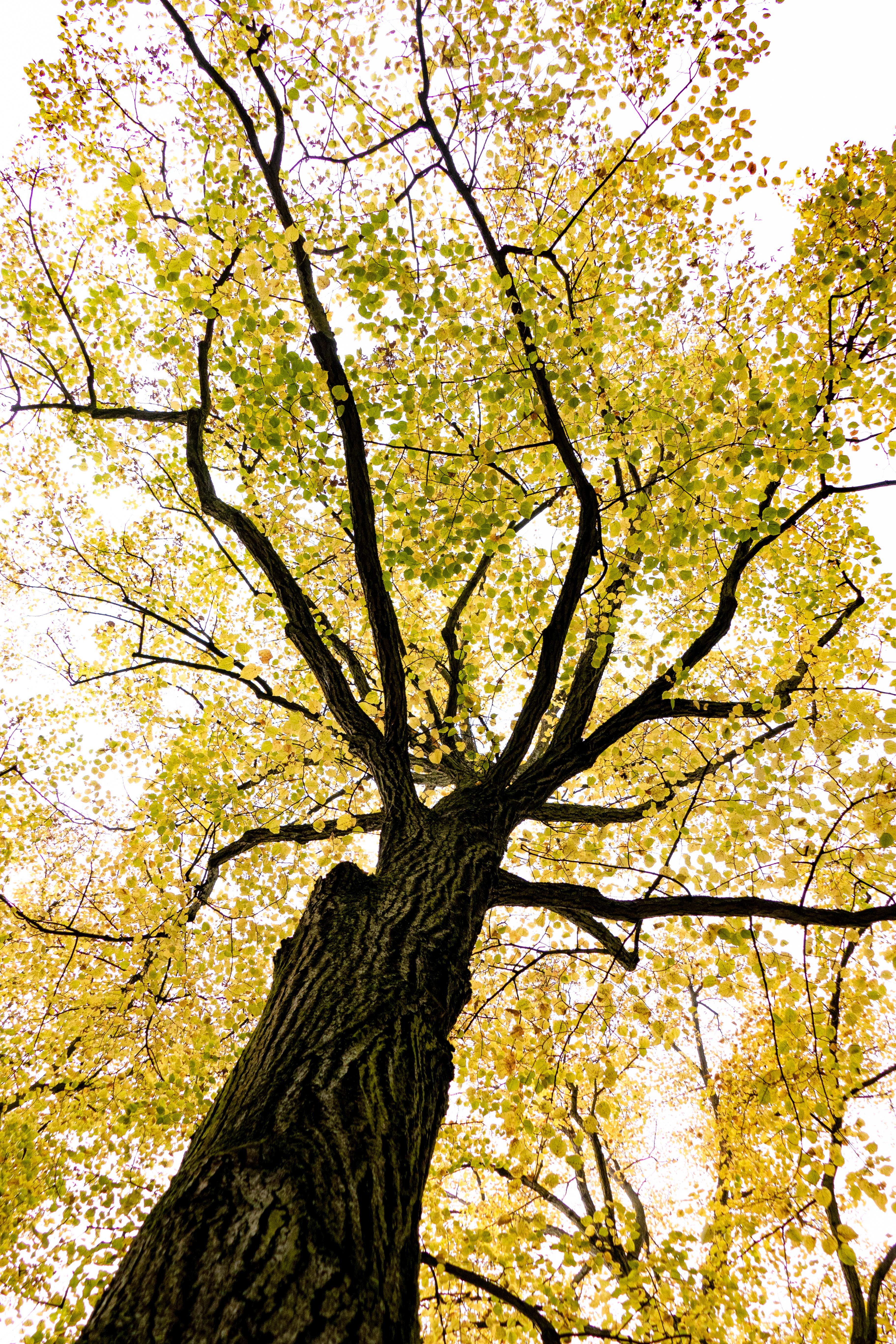 Two Brown Trees · Free Stock Photo