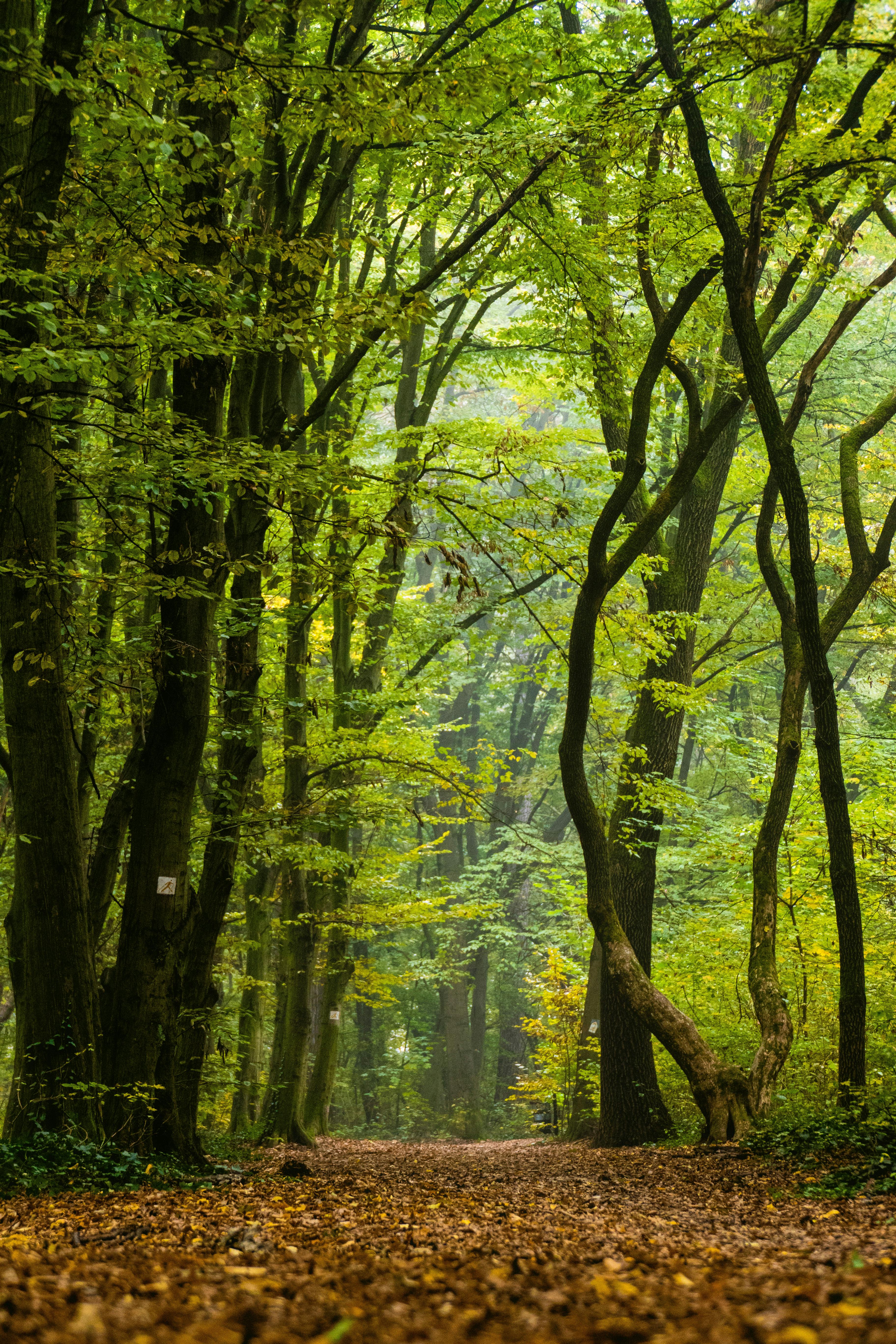 Green trees growing in forest with autumn foliage on ground · Free ...