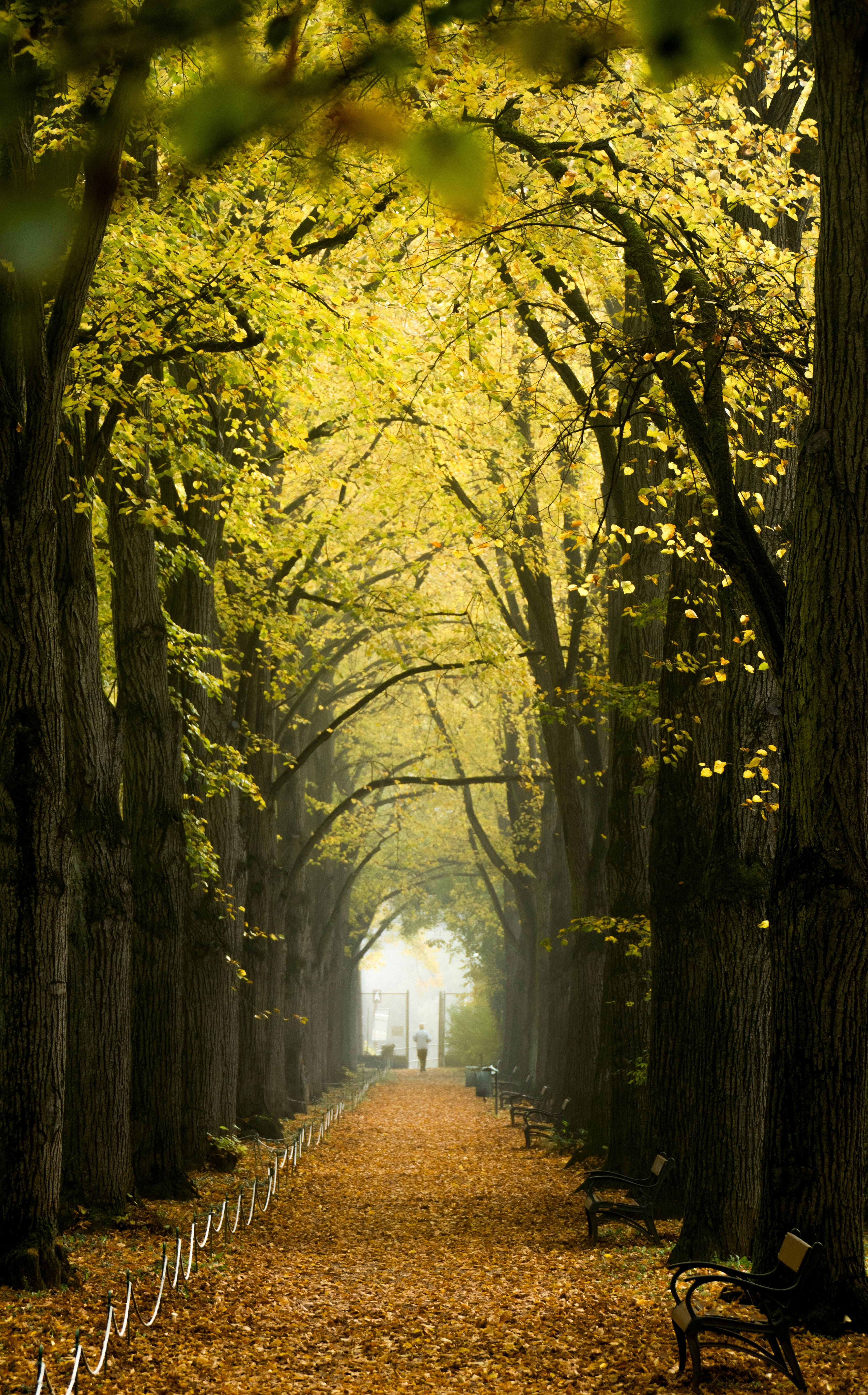 Empty autumn alley in park in haze · Free Stock Photo