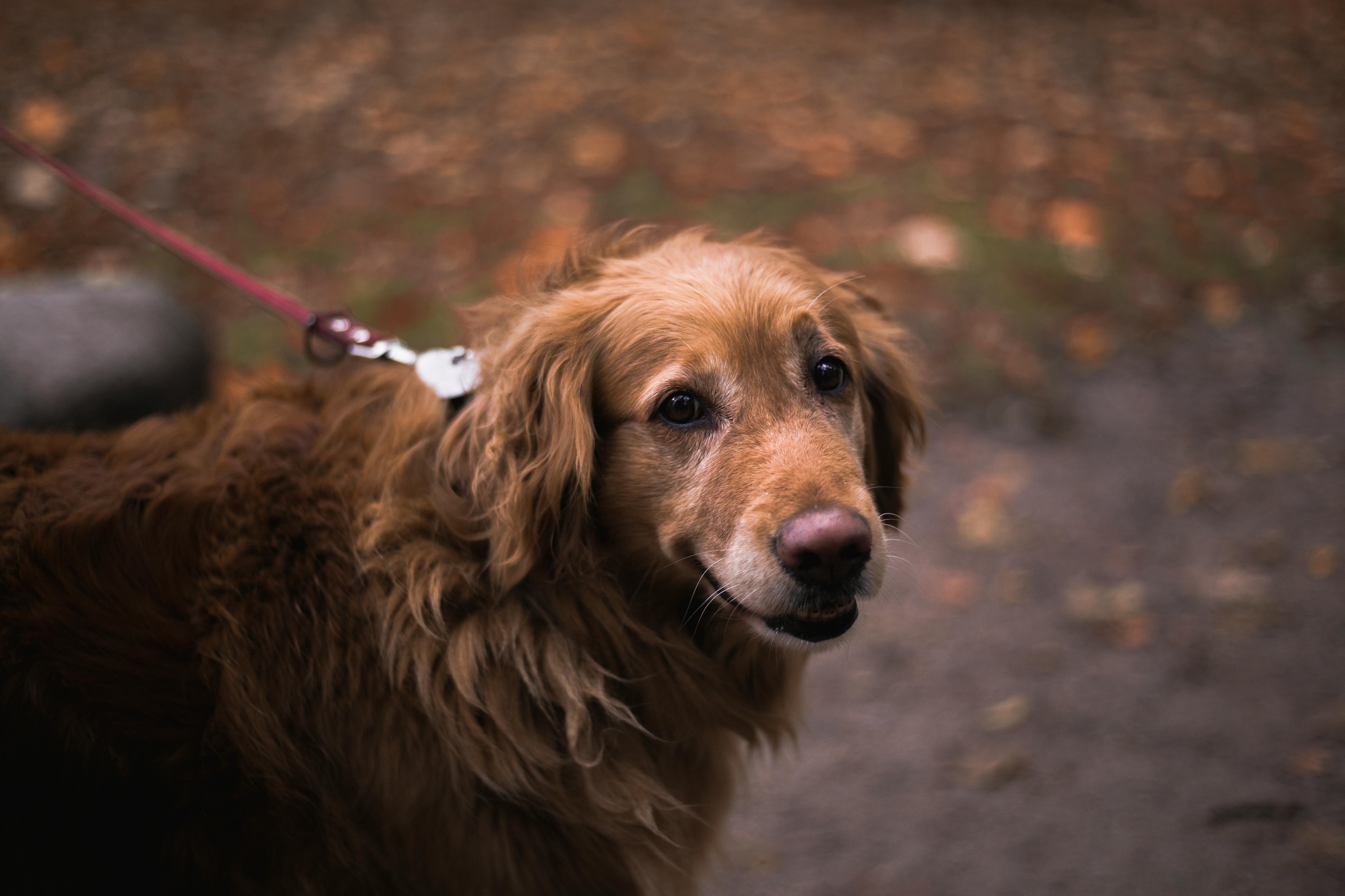 Woman Wearing a Brown Coat With a Dog Crossing the Road · Free Stock Photo