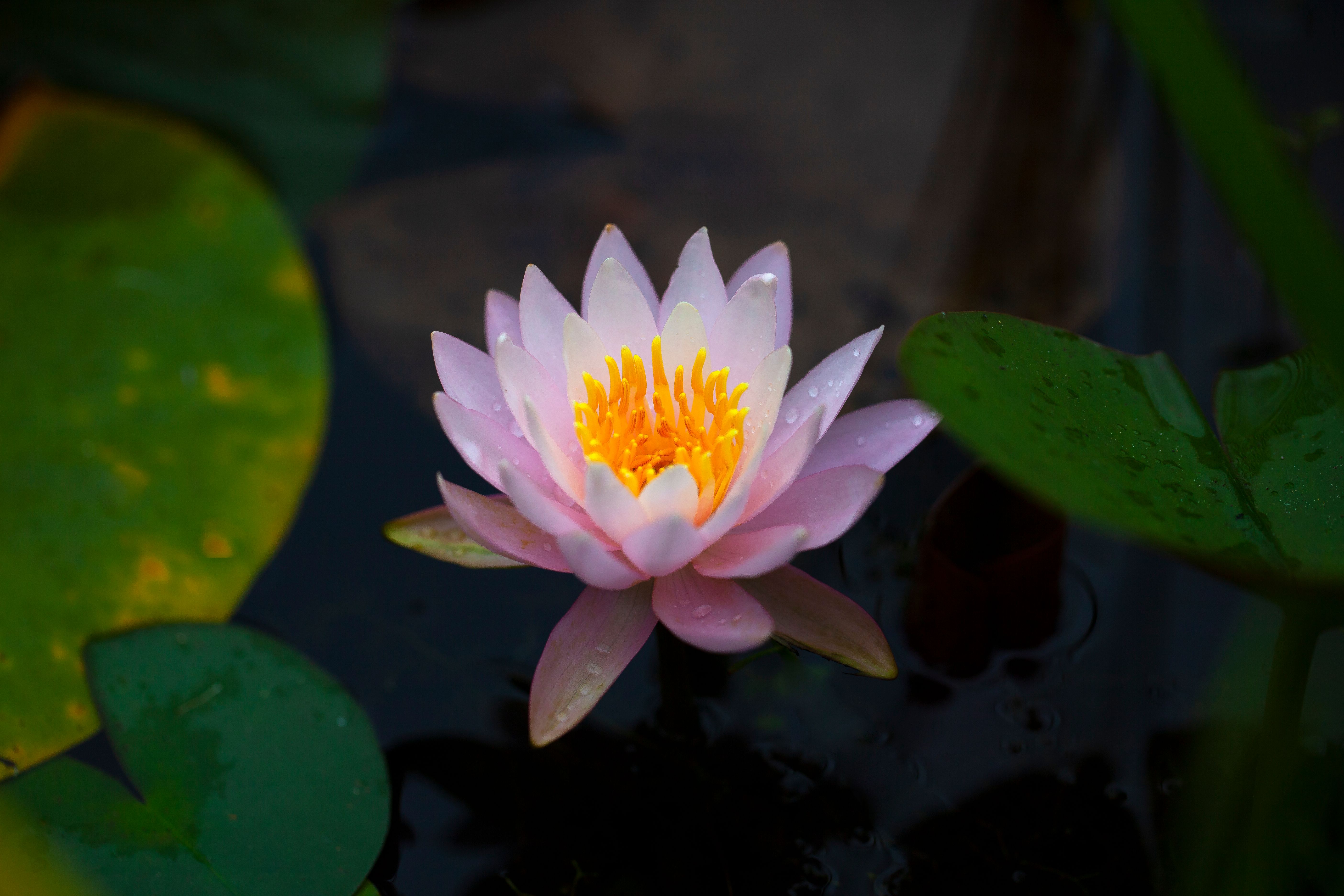 A Blooming Water Lily · Free Stock Photo