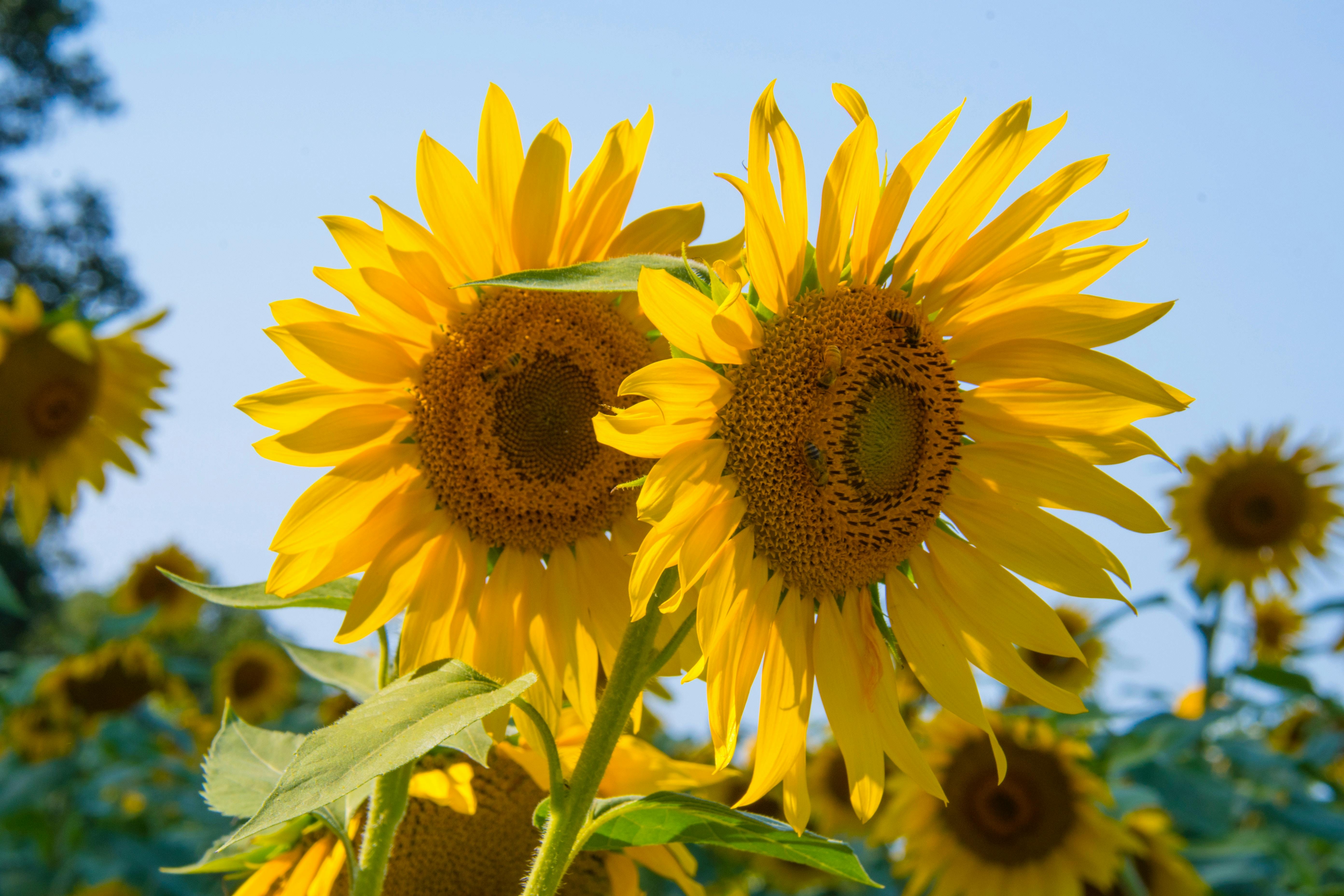 Sunflowers in a Vase · Free Stock Photo