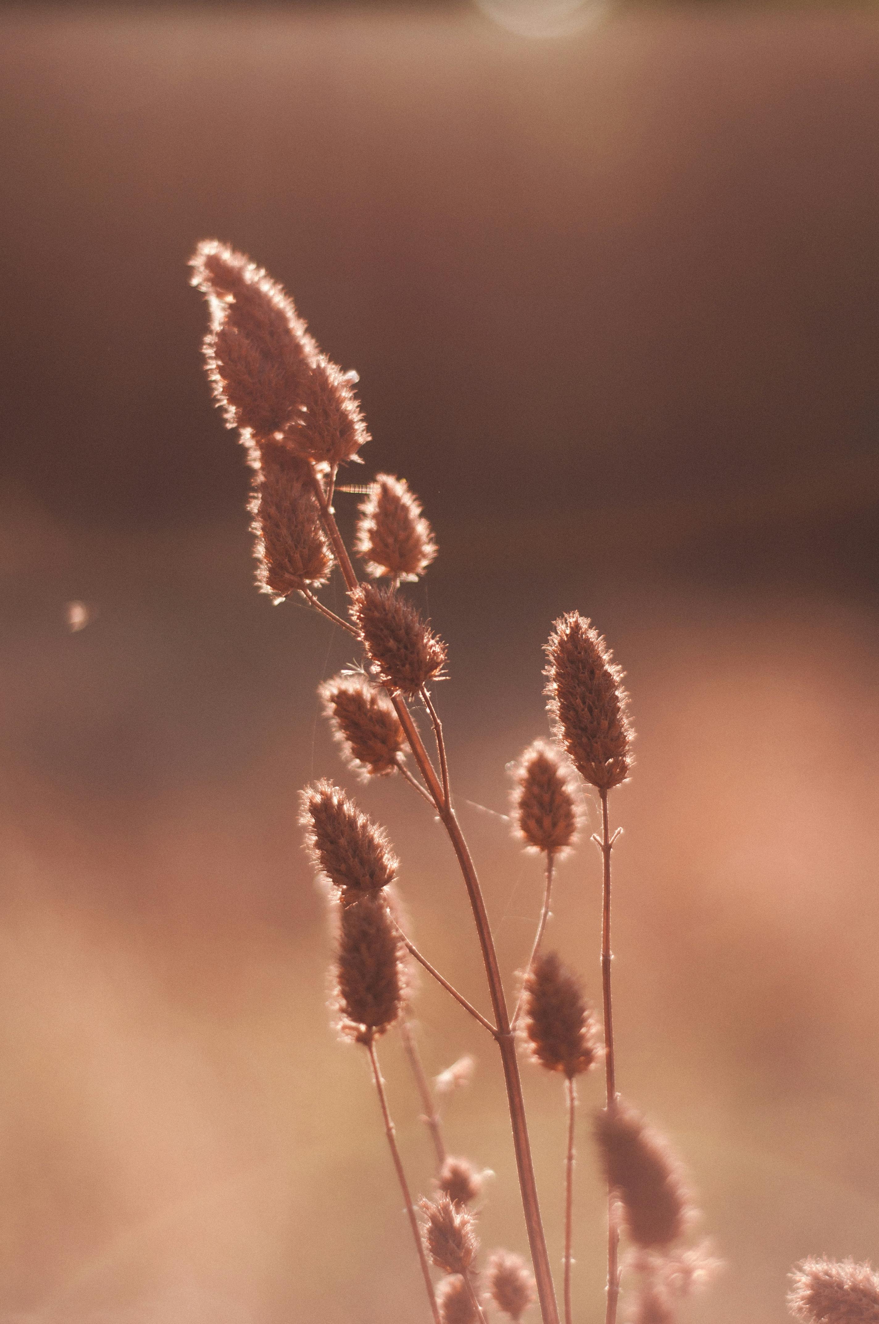 Foto de stock gratuita sobre al aire libre, belleza natural, botánico ...
