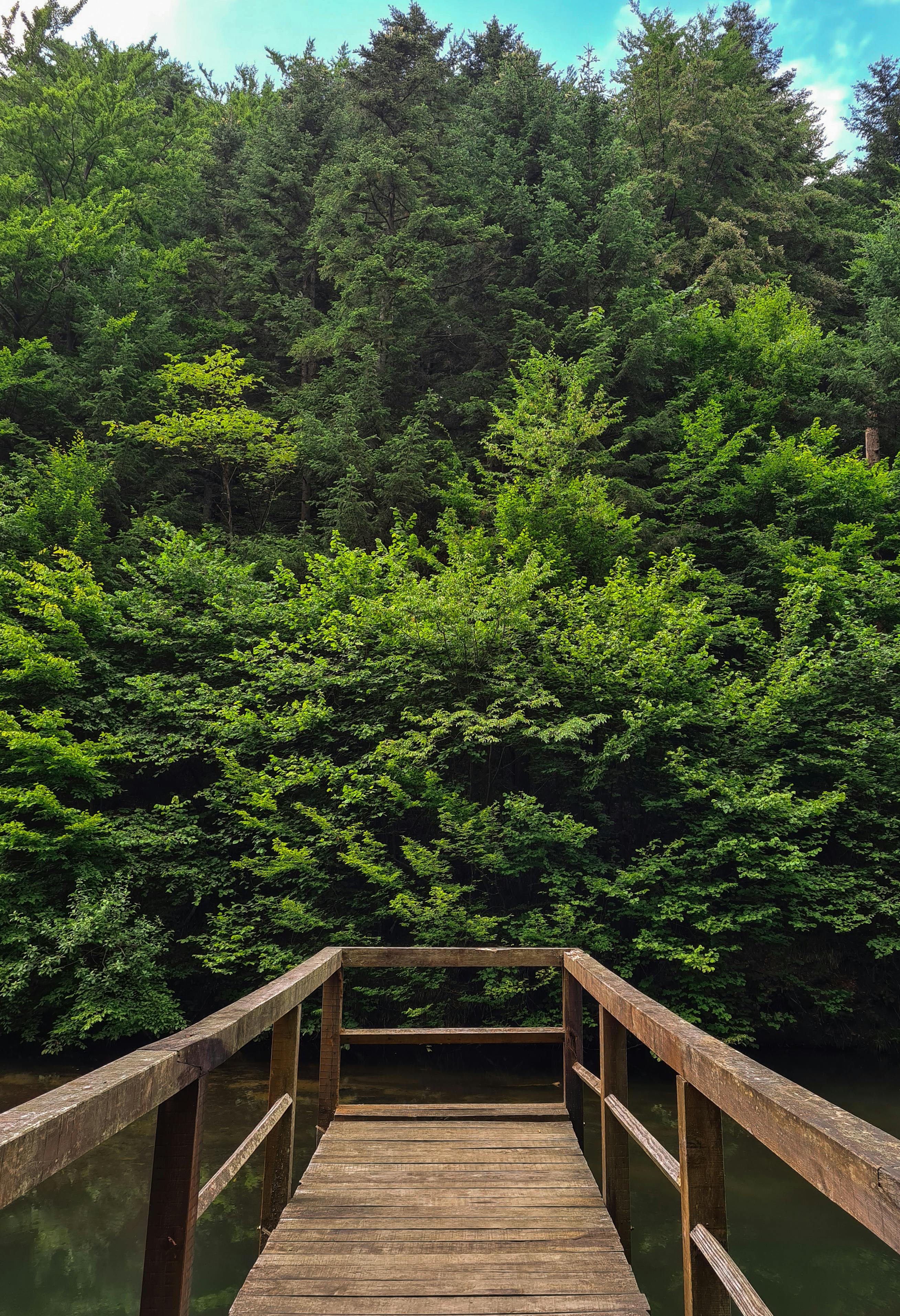 Wooden Dock in Front of Green Trees · Free Stock Photo