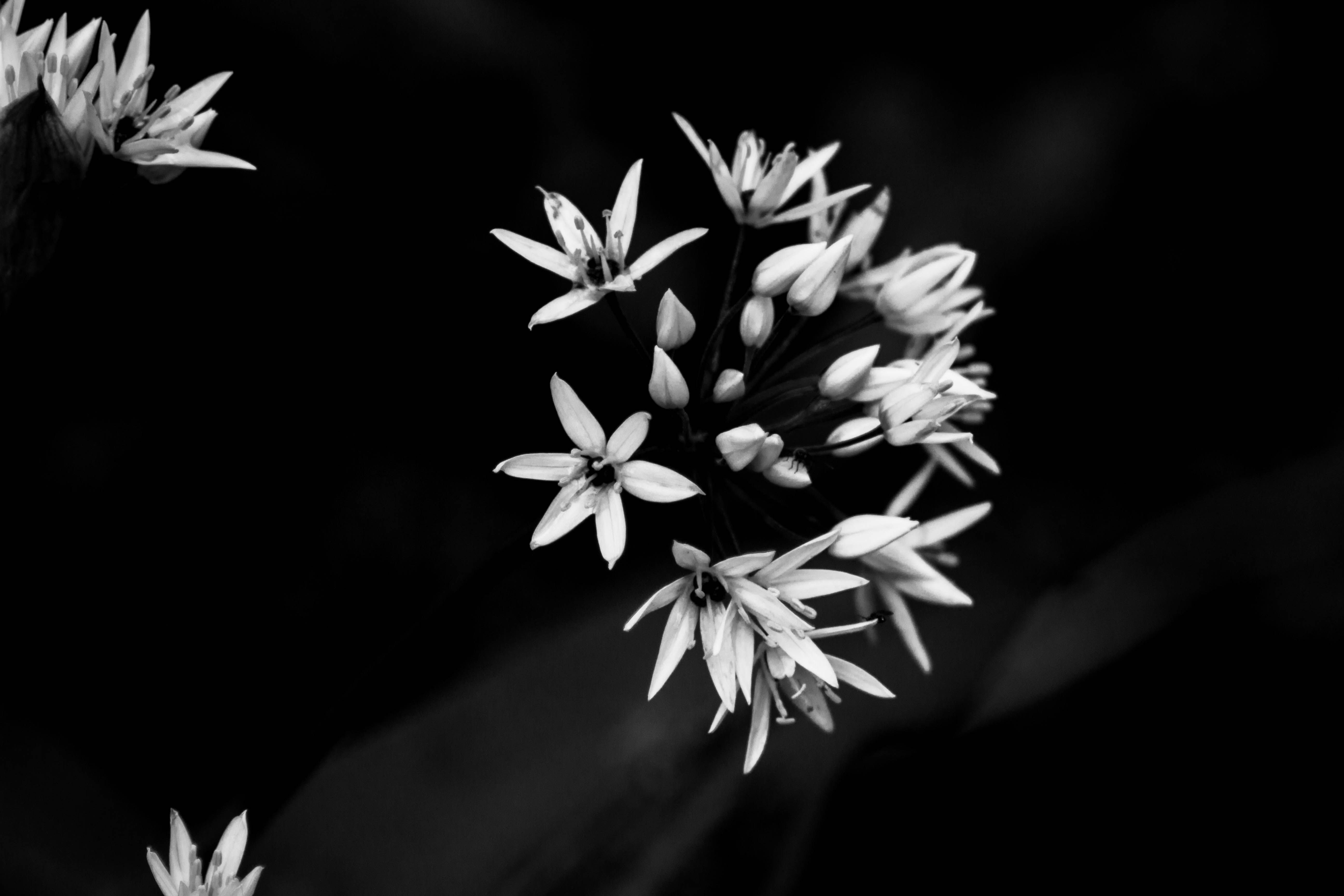 Grayscale Photography of Common Poppy Flower · Free Stock Photo