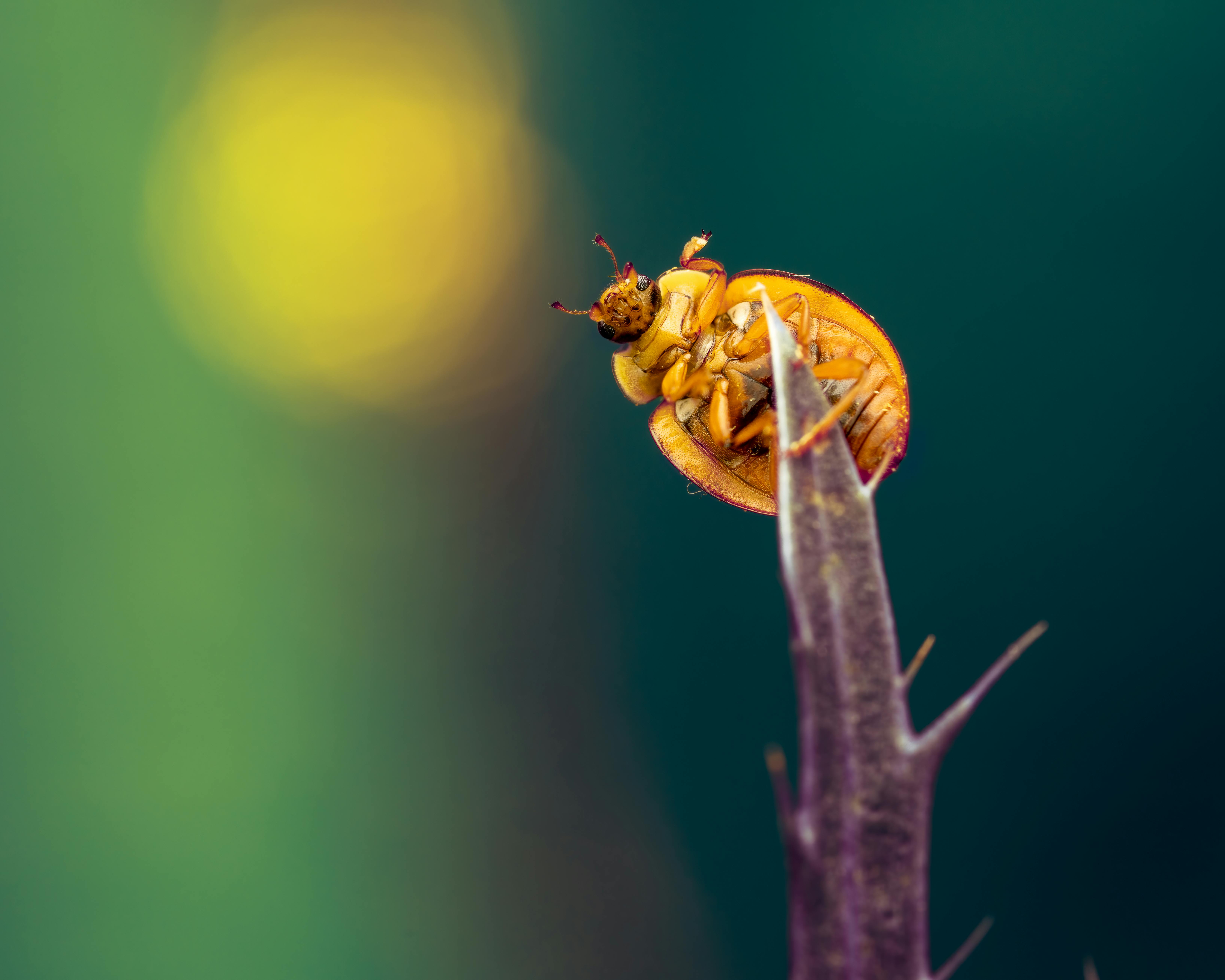Cute Bugs Photos, Download The BEST Free Cute Bugs Stock Photos & HD Images