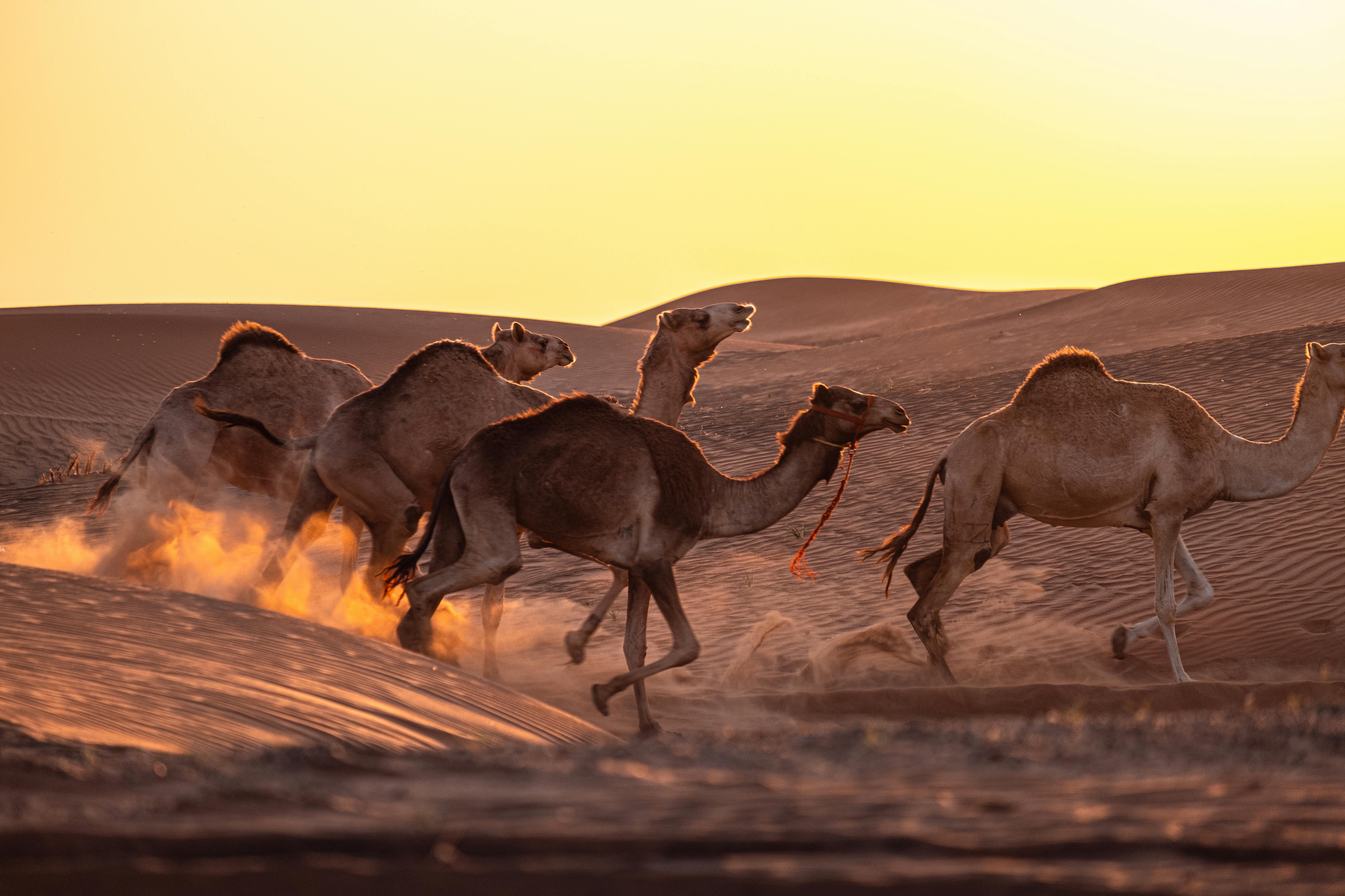 Camel Running on Brown Sand · Free Stock Photo