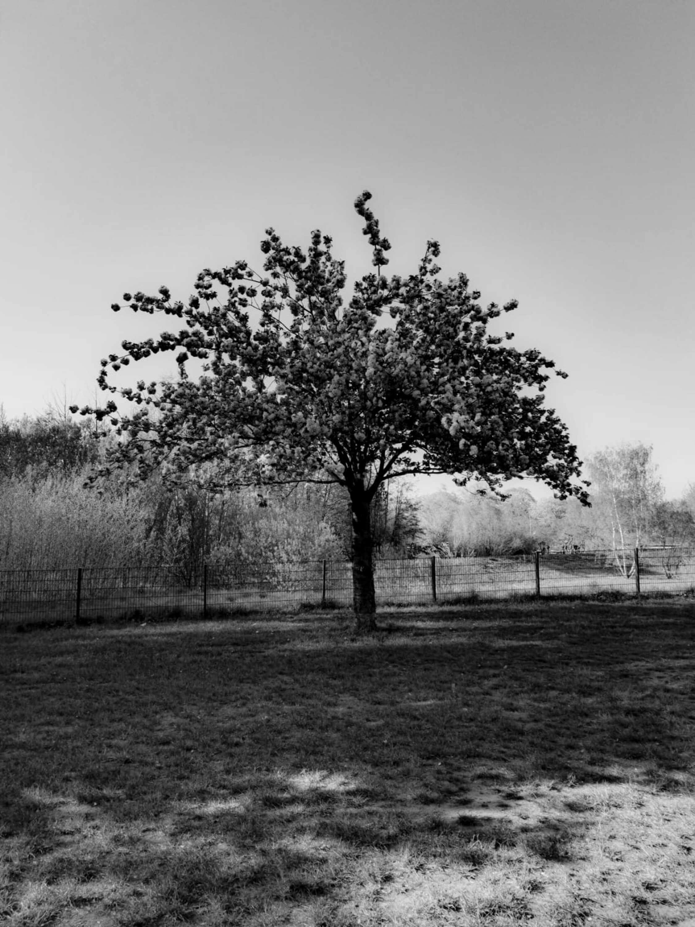 Grayscale Photo of Tree on Grass Field · Free Stock Photo
